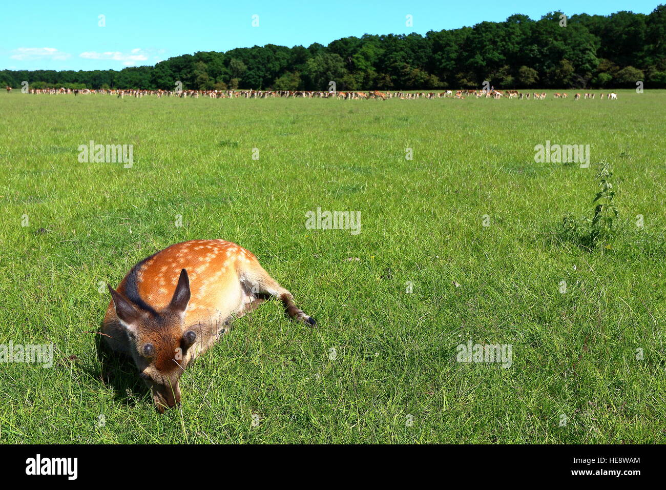 Cute deers hi-res stock photography and images - Alamy