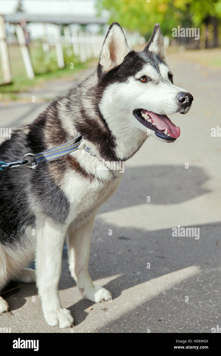 Portrait Husky dog with a smile Stock Photo - Alamy