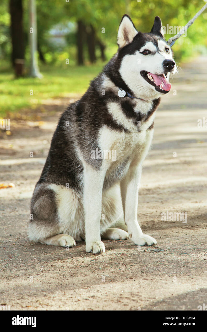 Portrait Husky dog with a smile Stock Photo - Alamy