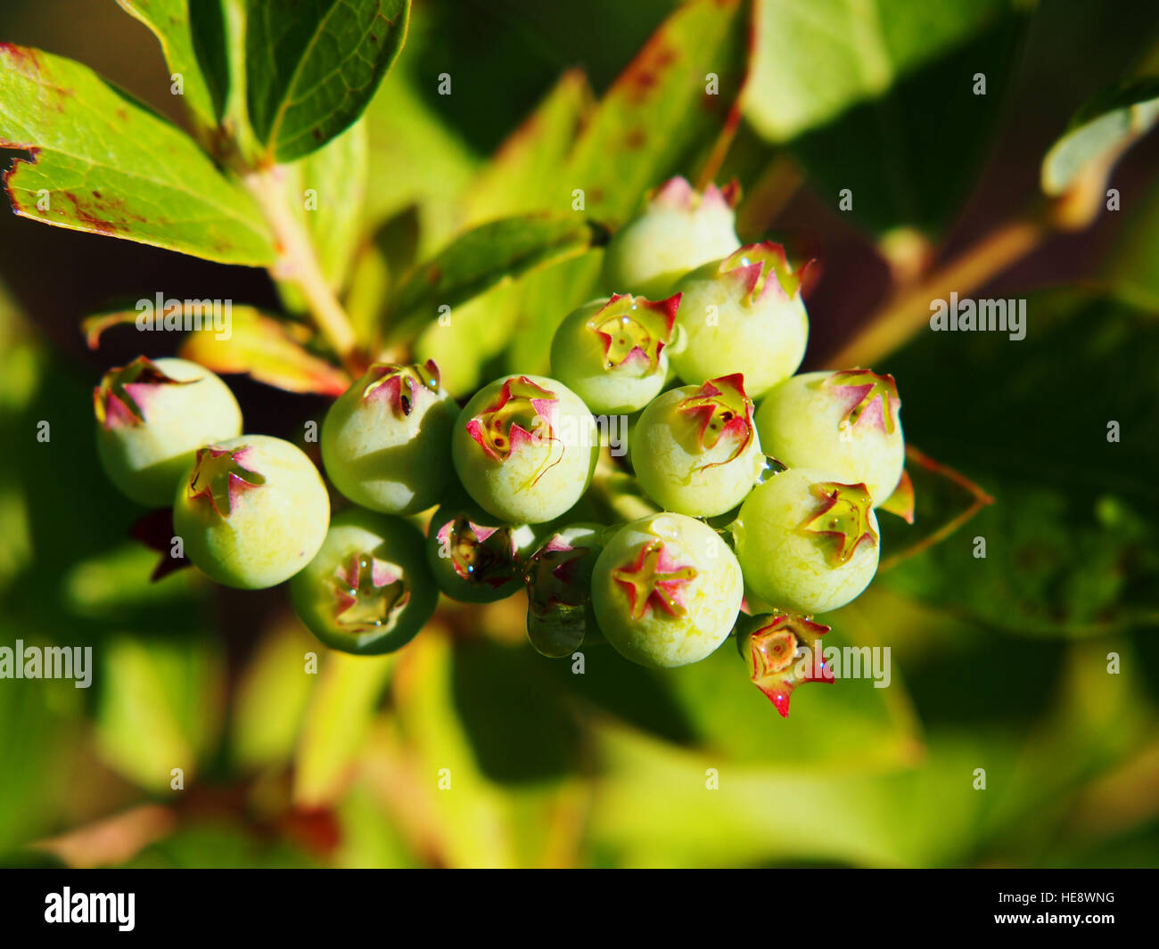Vaccinium corymbosum - northern highbush blueberry Stock Photo - Alamy