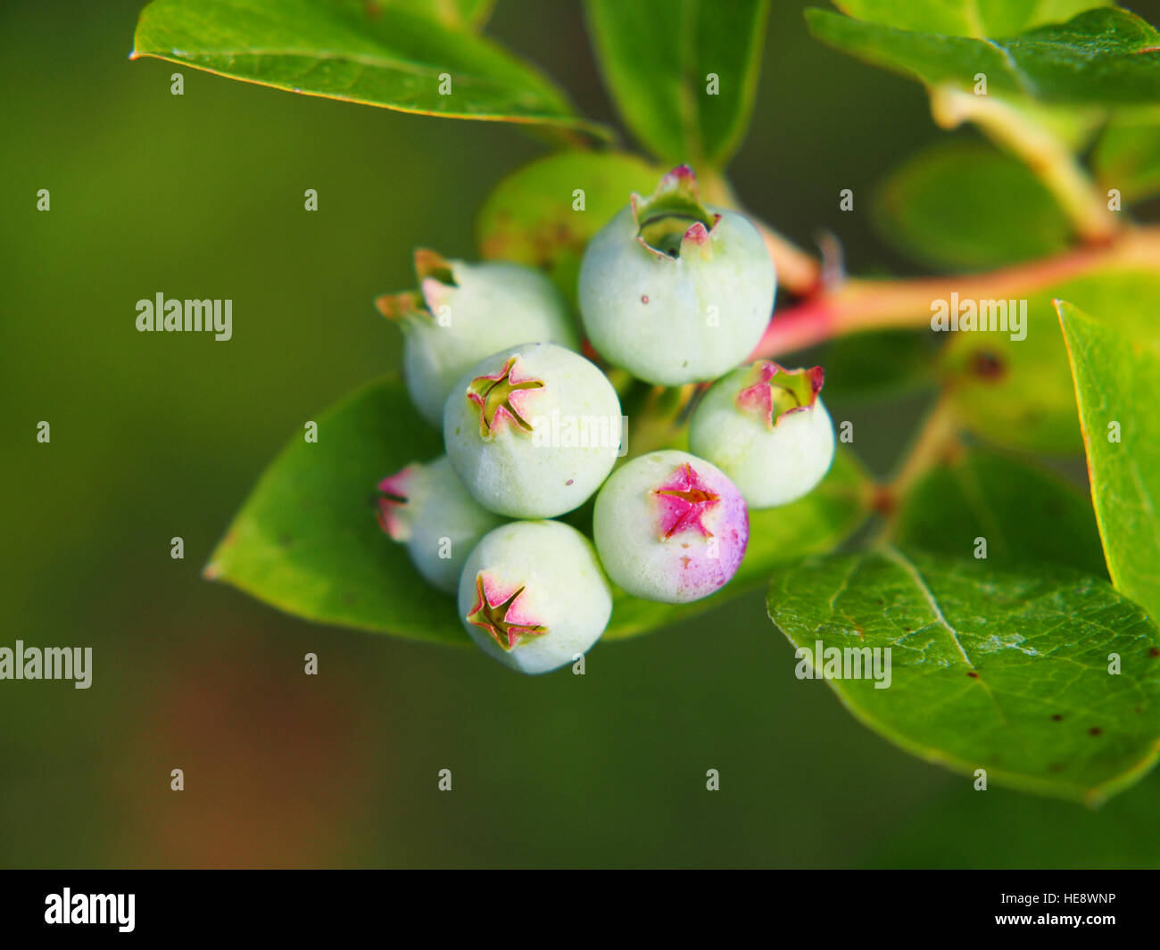 Vaccinium corymbosum - northern highbush blueberry Stock Photo - Alamy