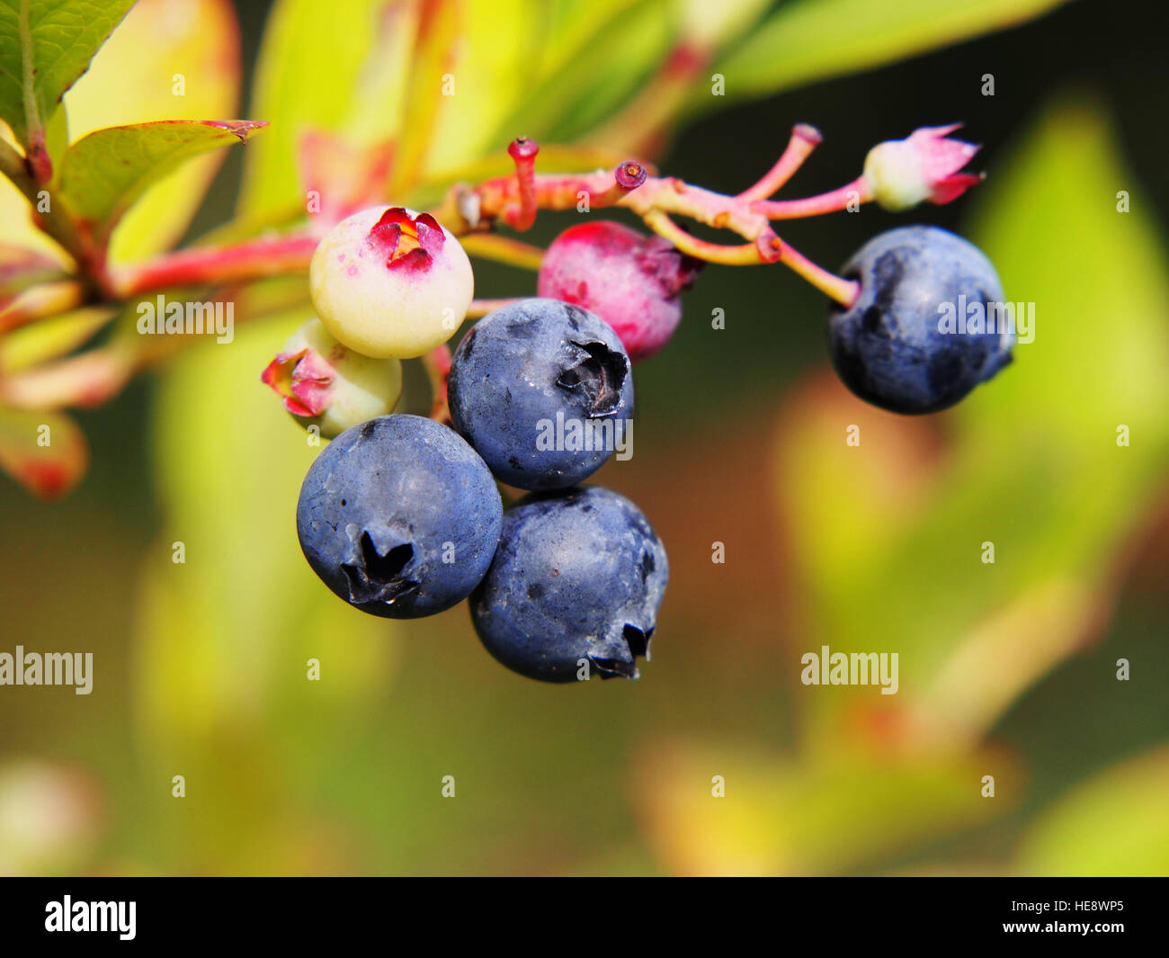 Vaccinium corymbosum - northern highbush blueberry Stock Photo - Alamy