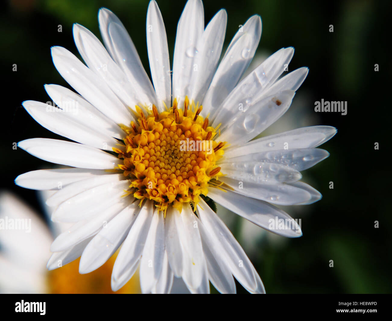 Alpine aster - Aster alpinus - white, semi-double flowers Stock Photo ...