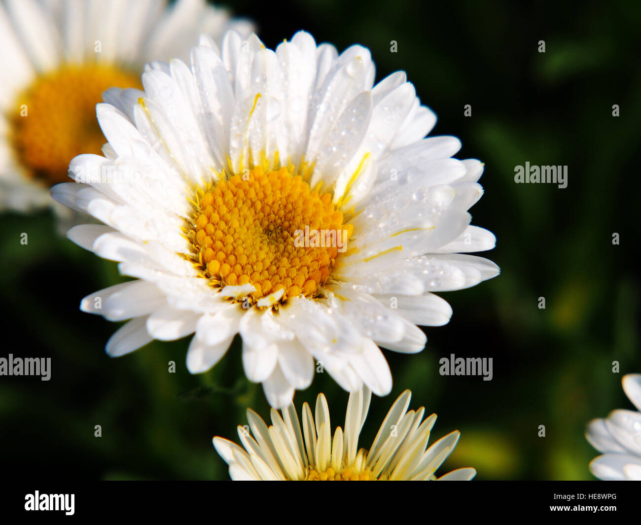Alpine aster - Aster alpinus - white, semi-double flowers Stock Photo ...