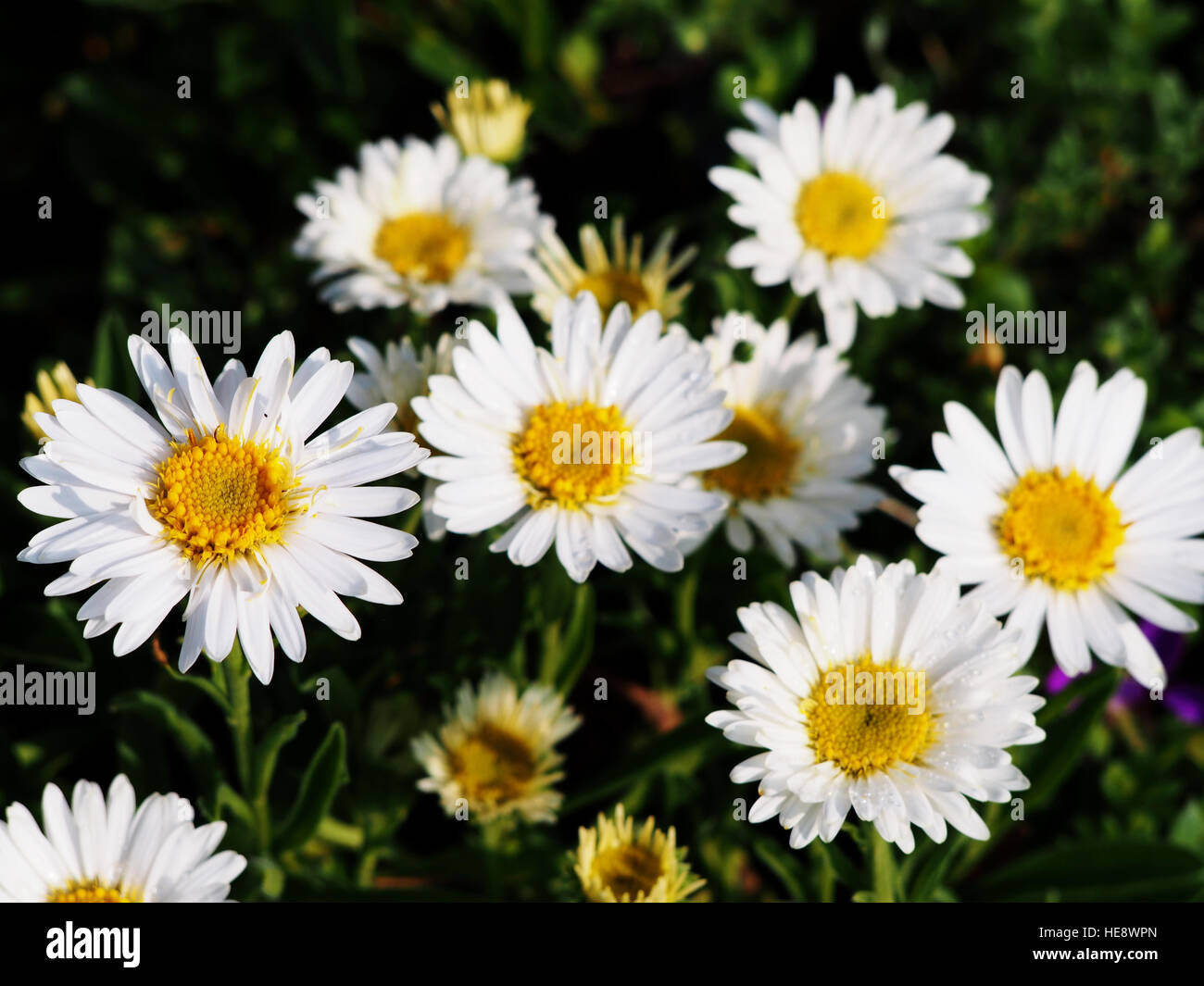 Alpine aster - Aster alpinus - white, semi-double flowers Stock Photo ...