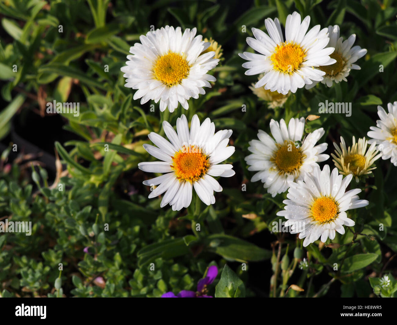 Alpine aster - Aster alpinus - white, semi-double flowers Stock Photo ...