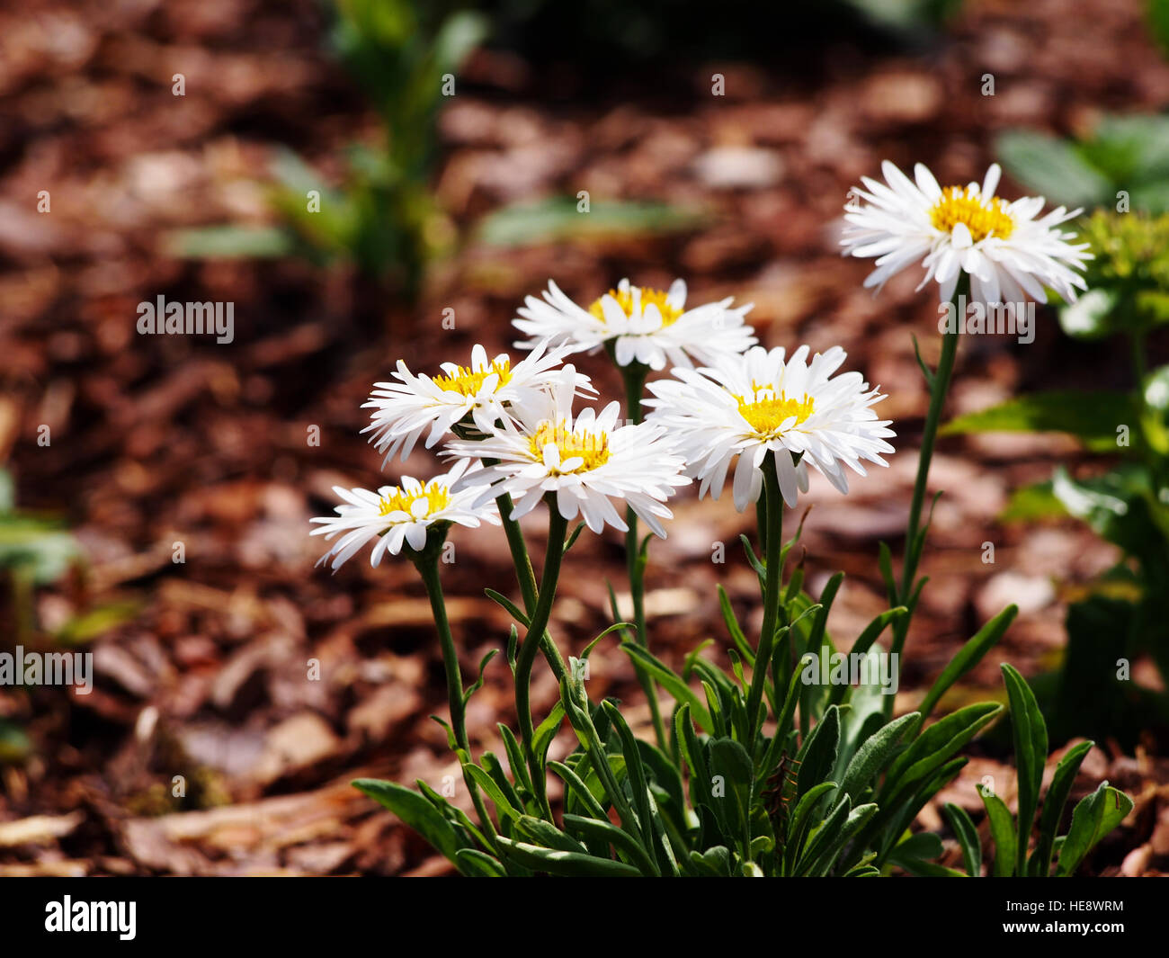 Alpine aster - Aster alpinus - white, semi-double flowers Stock Photo ...