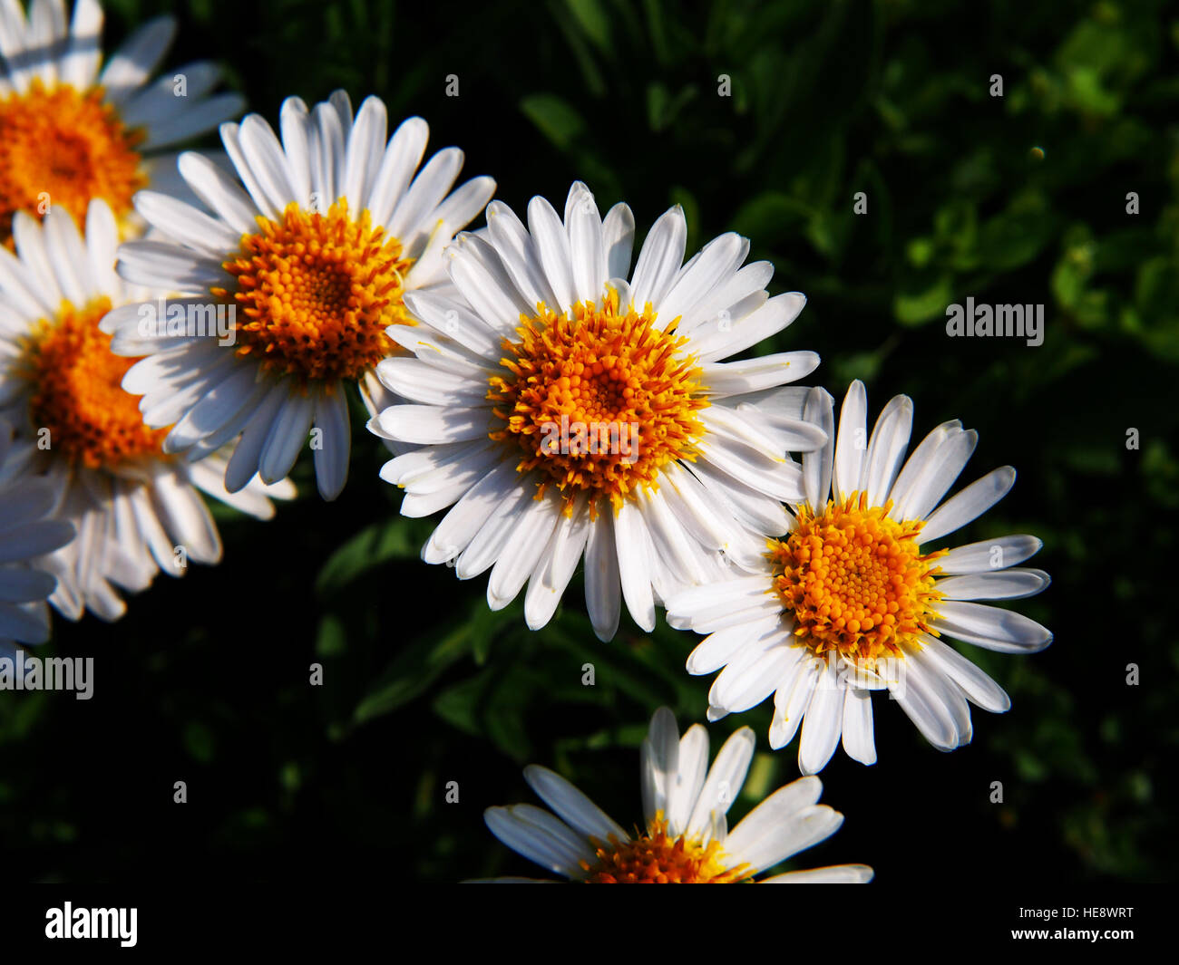 Alpine aster - Aster alpinus - white, semi-double flowers Stock Photo ...