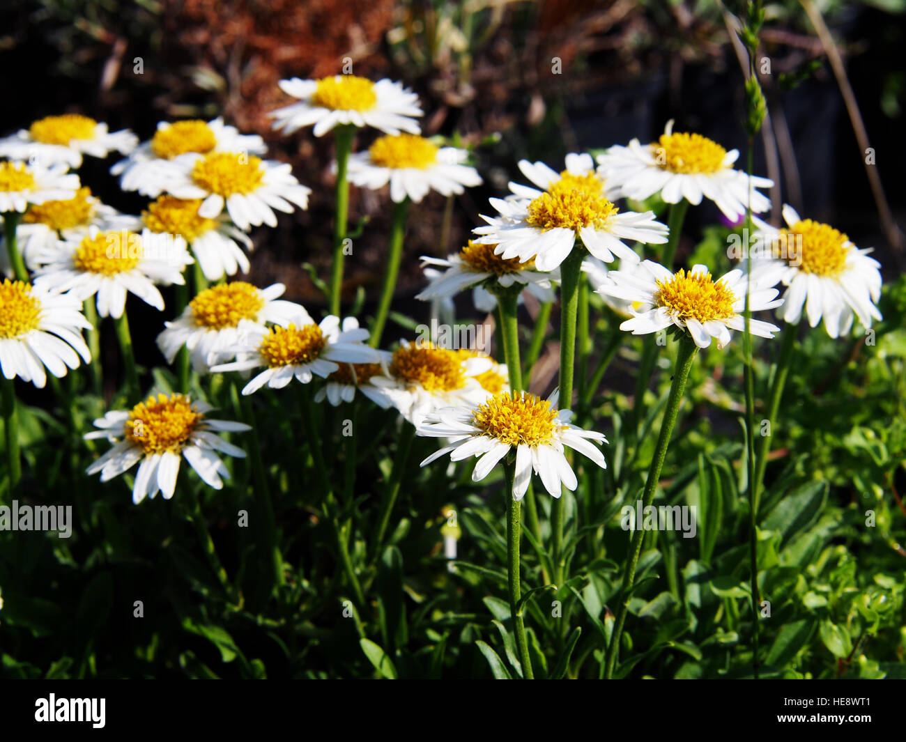 Alpine aster - Aster alpinus - white, semi-double flowers Stock Photo ...