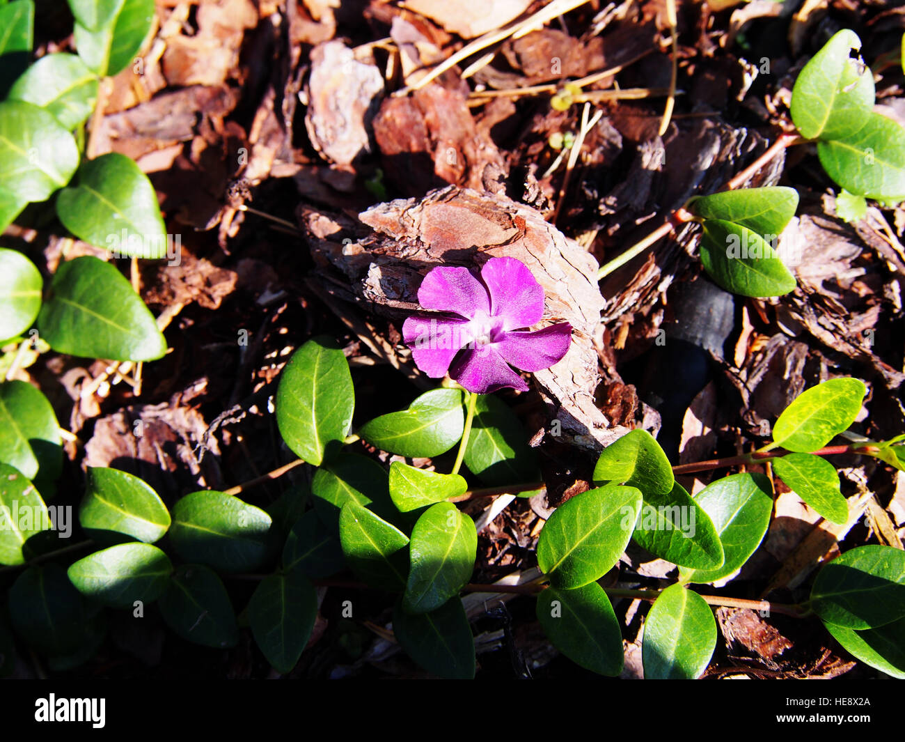 Vinca minor 'Atropurpurea' - lesser periwinkle, dwarf periwinkle Stock ...