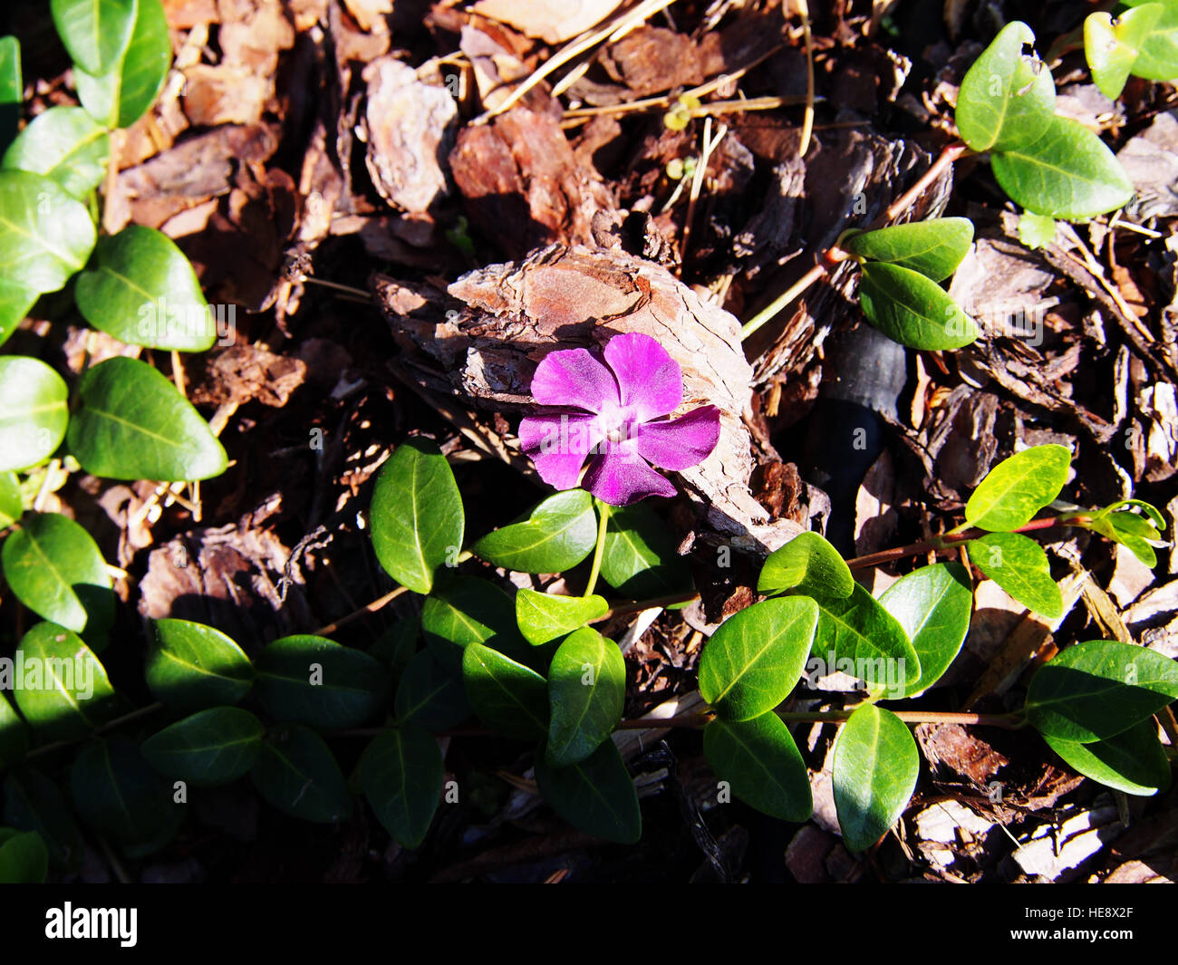 Vinca minor 'Atropurpurea' - lesser periwinkle, dwarf periwinkle Stock ...