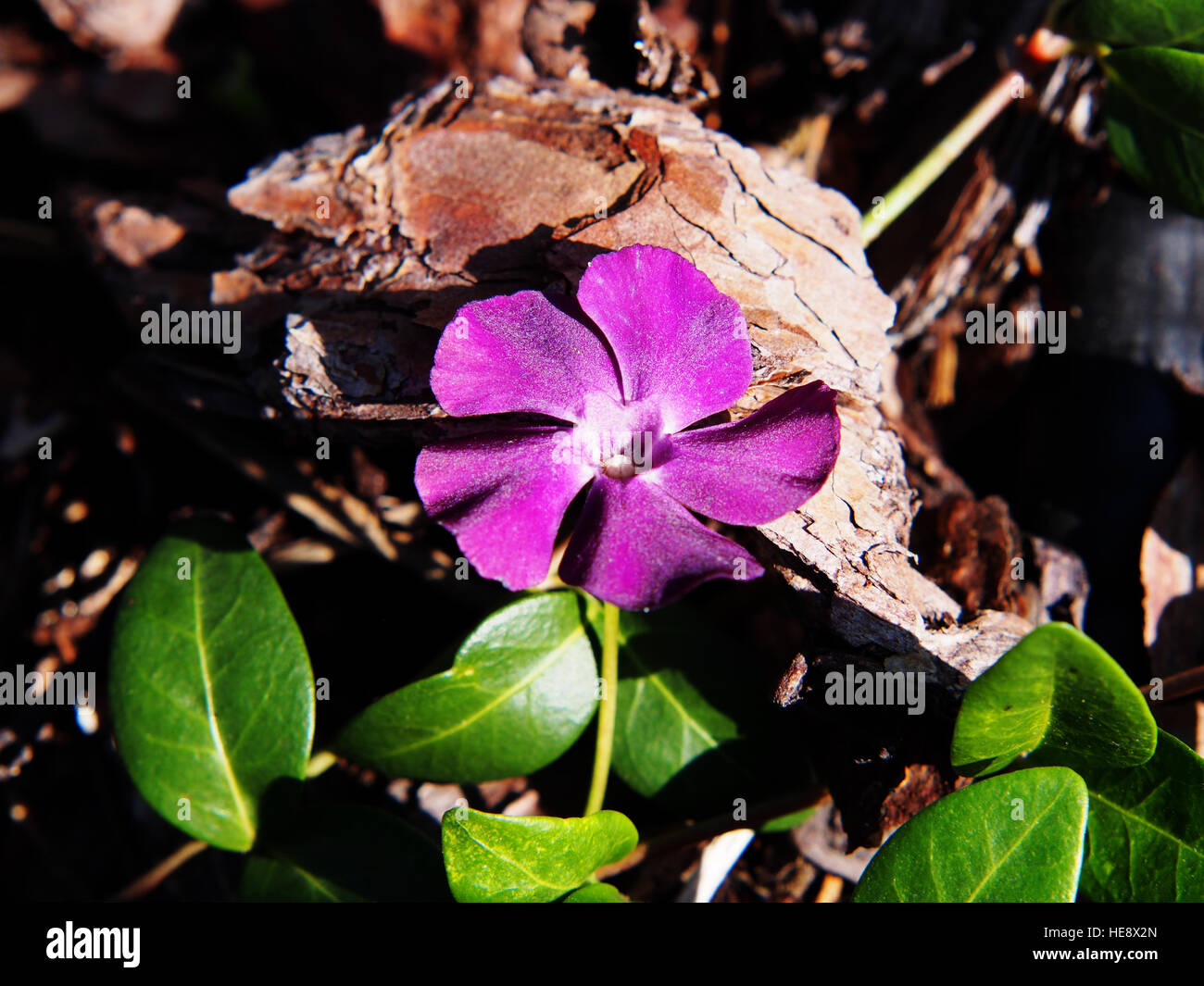 Vinca minor 'Atropurpurea' - lesser periwinkle, dwarf periwinkle Stock ...