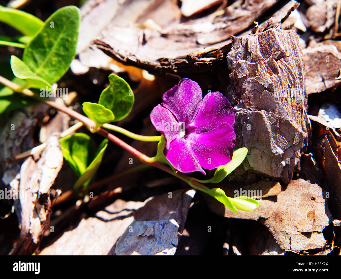Vinca minor 'Atropurpurea' - lesser periwinkle, dwarf periwinkle Stock ...