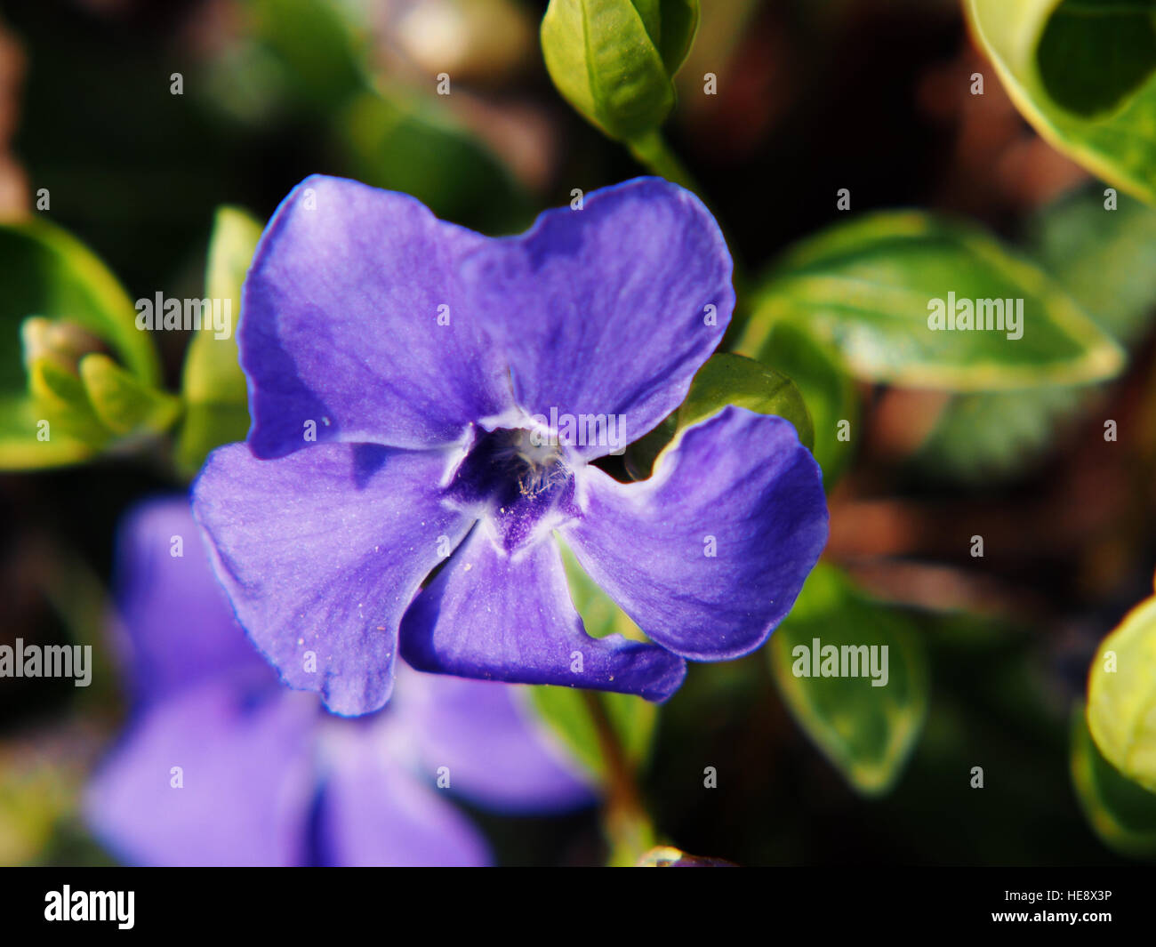 Vinca minor 'Ralph Schubert' - lesser periwinkle, dwarf periwinkle ...