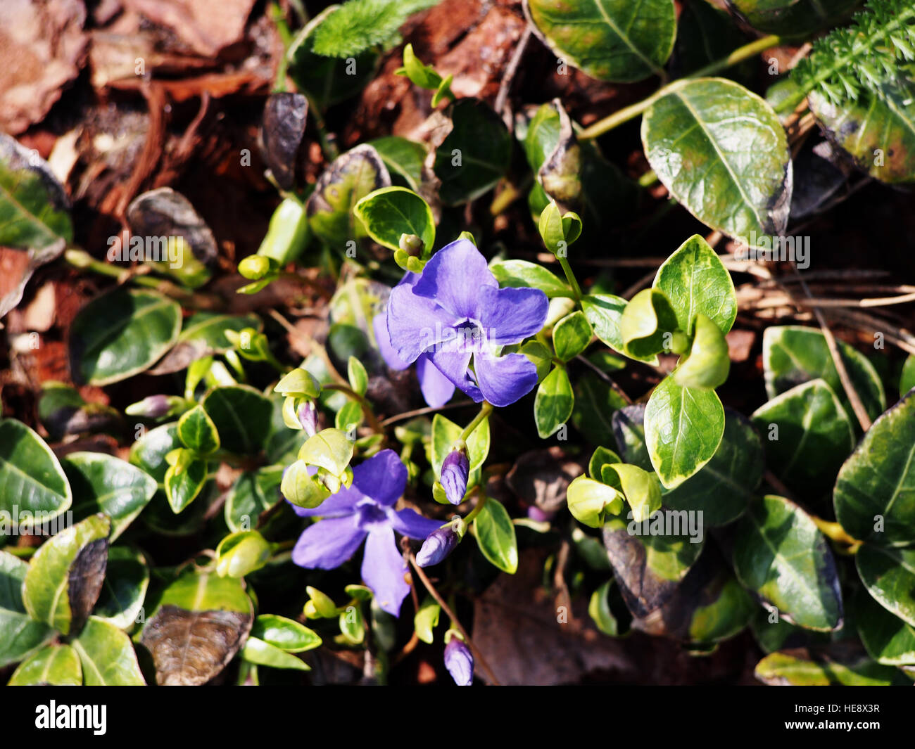 Vinca minor 'Ralph Schubert' - lesser periwinkle, dwarf periwinkle ...