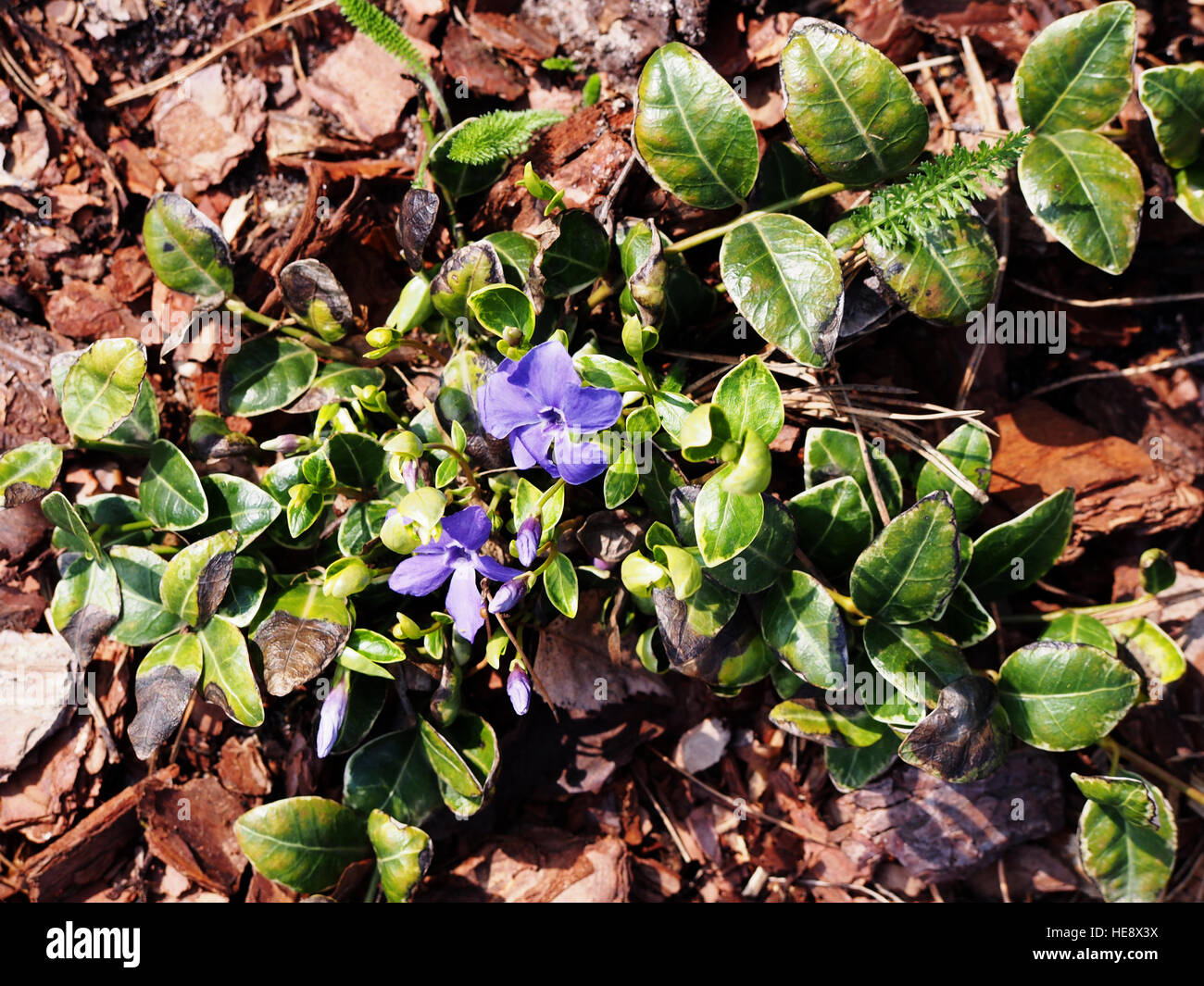 Vinca minor 'Ralph Schubert' - lesser periwinkle, dwarf periwinkle ...