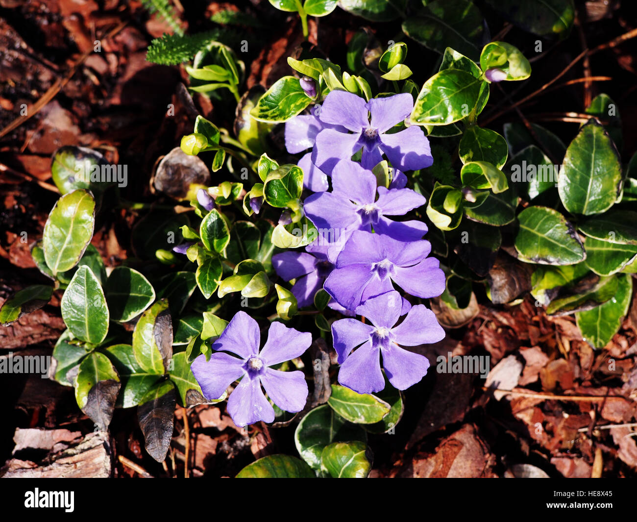 Vinca minor 'Ralph Schubert' - lesser periwinkle, dwarf periwinkle ...