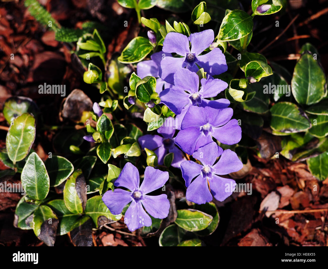 Vinca minor 'Ralph Schubert' - lesser periwinkle, dwarf periwinkle ...