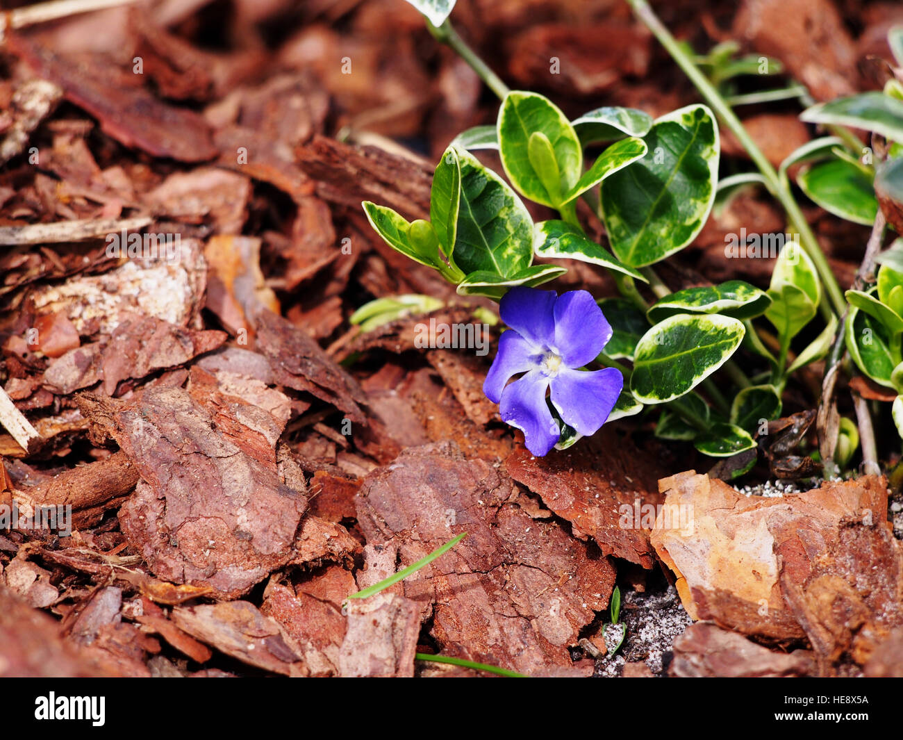 Vinca minor 'Ralph Schubert' - lesser periwinkle, dwarf periwinkle ...