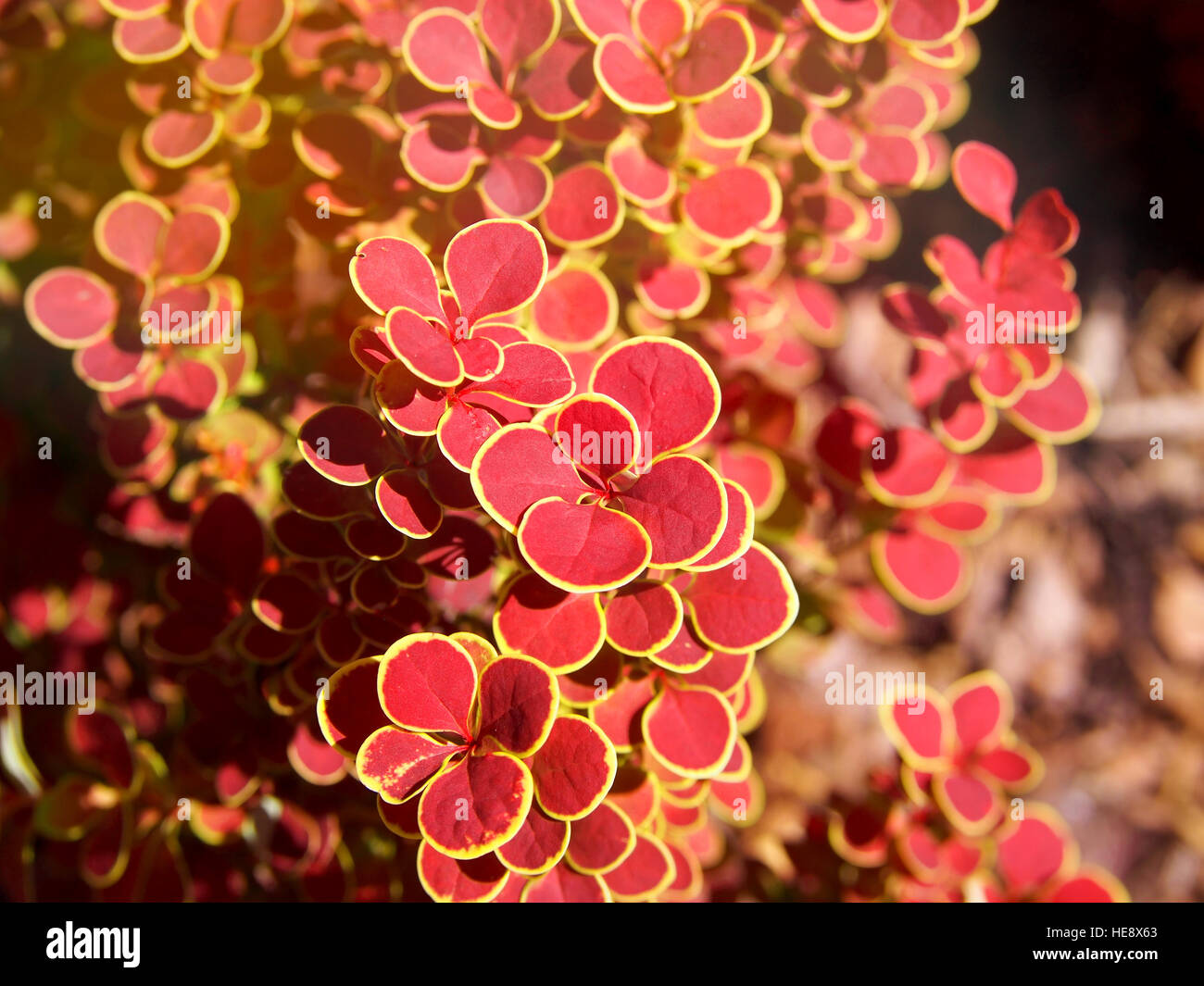 Berberis thunbergii 'Orange Sunrise' - barberry Stock Photo - Alamy