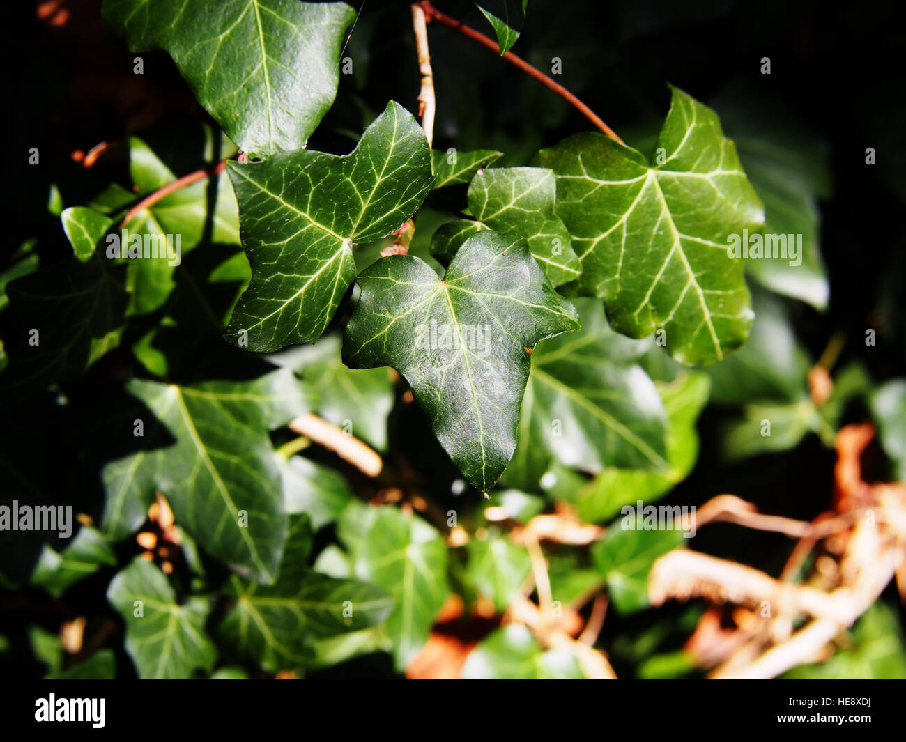 Hedera hibernica - Atlantic ivy, Irish ivy Stock Photo - Alamy