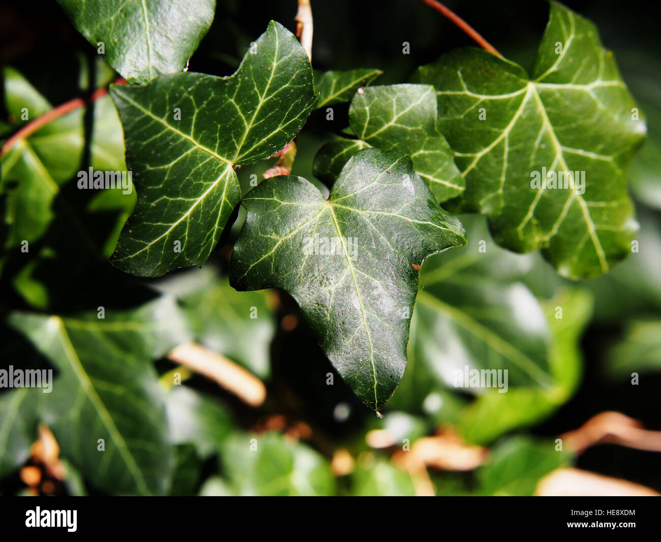 Hedera hibernica - Atlantic ivy, Irish ivy Stock Photo - Alamy