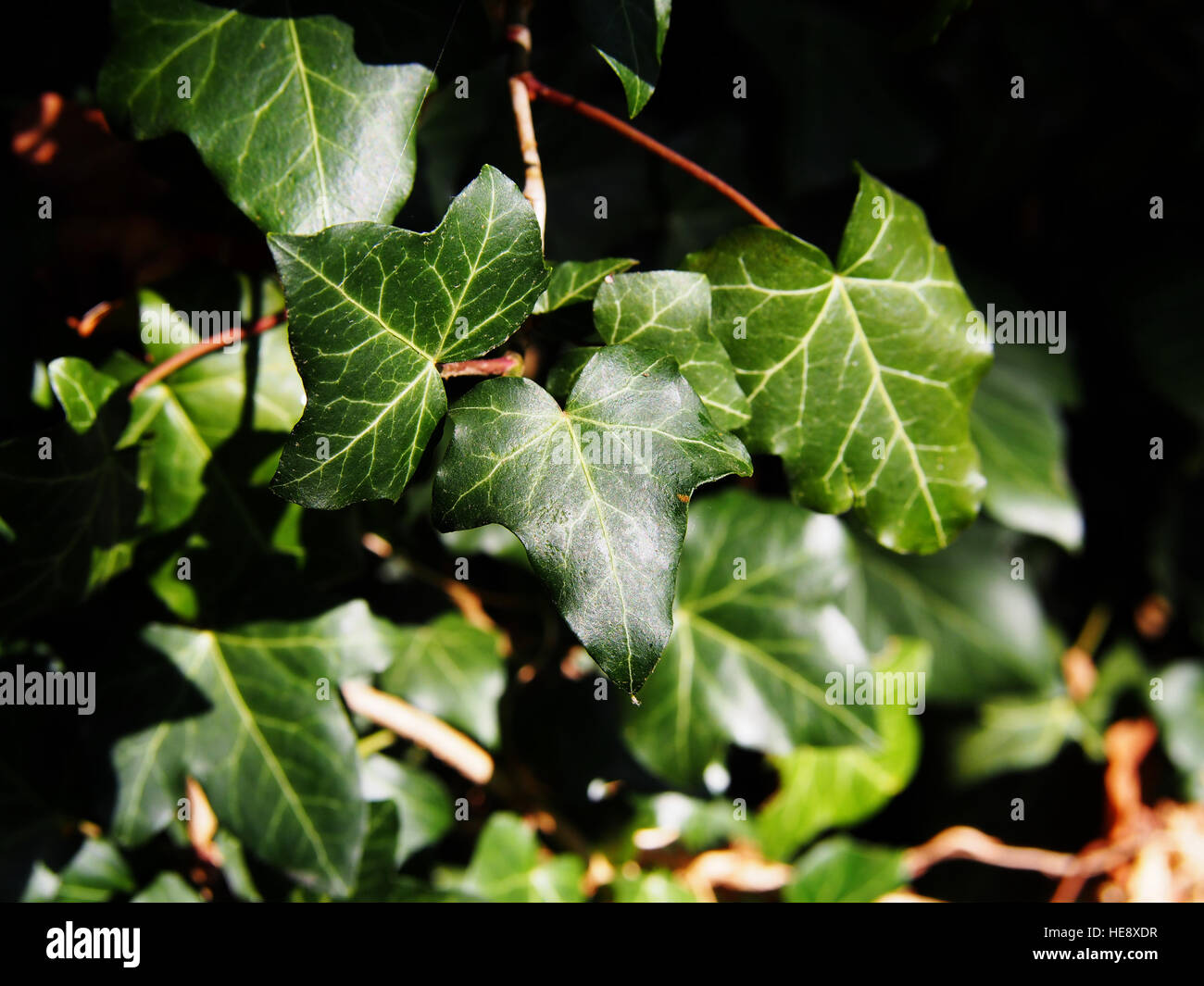 Hedera hibernica - Atlantic ivy, Irish ivy Stock Photo - Alamy