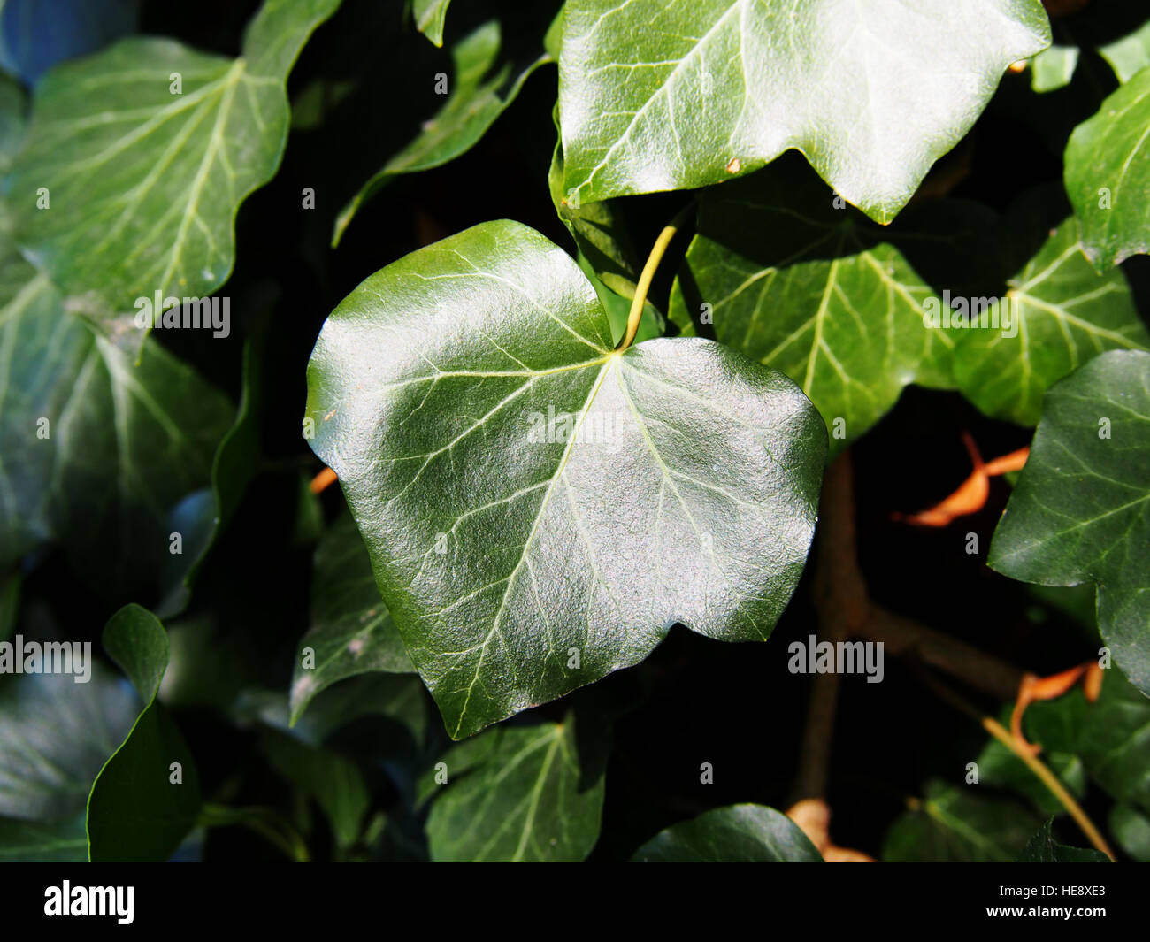 Irish ivy hi-res stock photography and images - Alamy