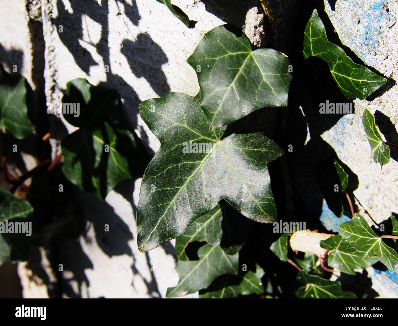 Hedera hibernica - Atlantic ivy, Irish ivy Stock Photo - Alamy