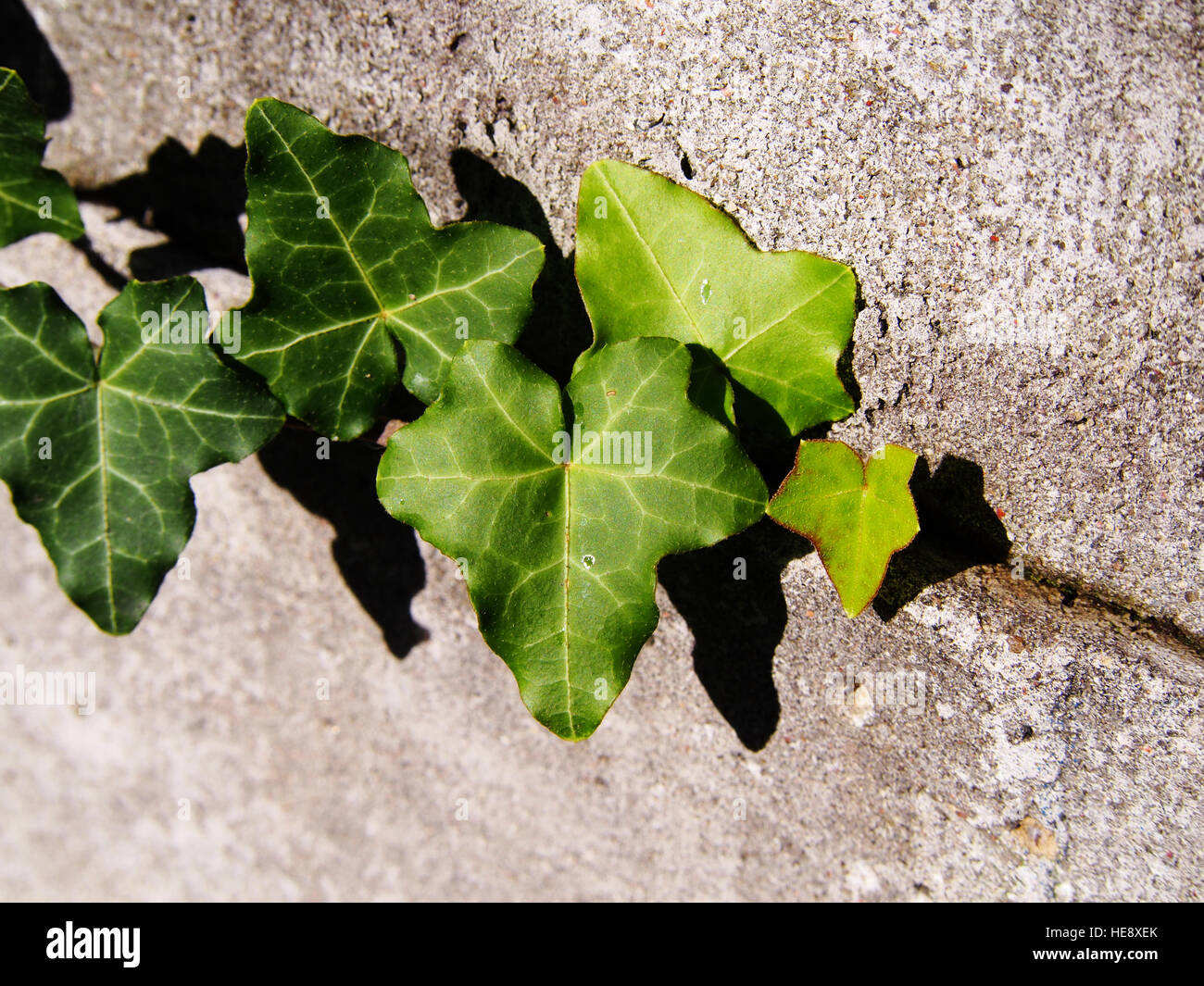 Hedera hibernica - Atlantic ivy, Irish ivy Stock Photo - Alamy