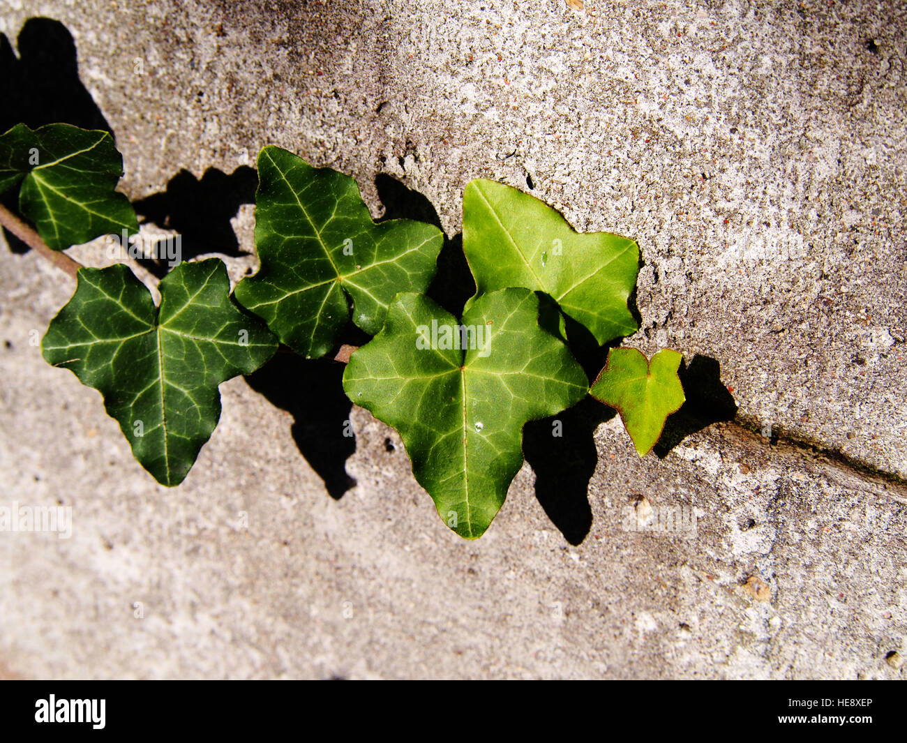 Hedera hibernica - Atlantic ivy, Irish ivy Stock Photo - Alamy