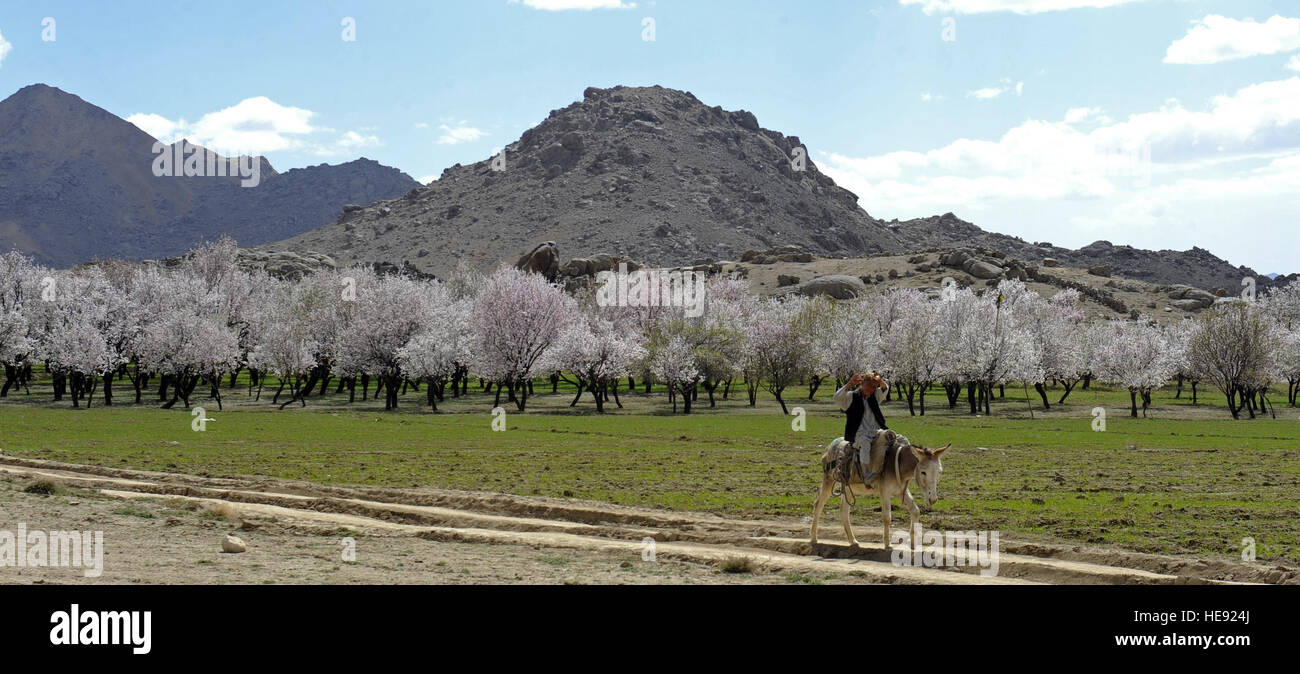 Almond trees in bloom line the valley near the Daychopan District ...