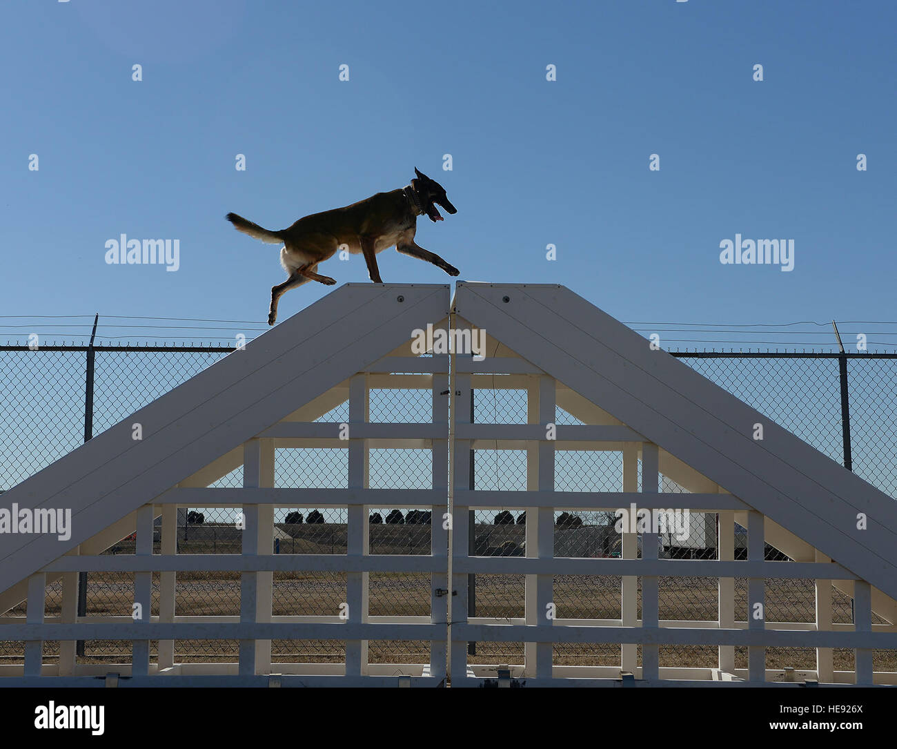 Yyoda, a U.S. Air Force military working dog, runs up and down steps ...