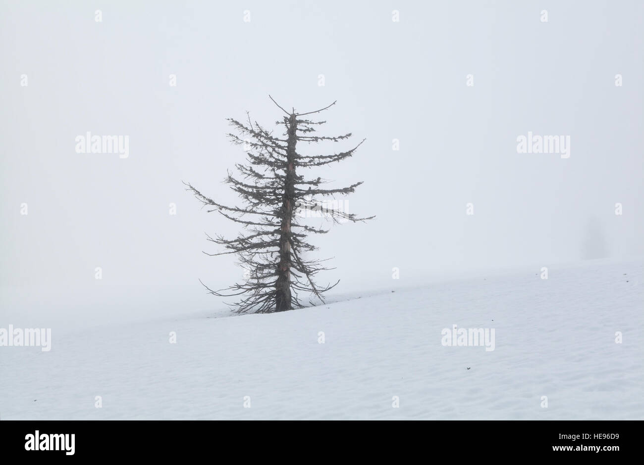dry tree on snow in dense fog, Feldberg, Germany Stock Photo - Alamy