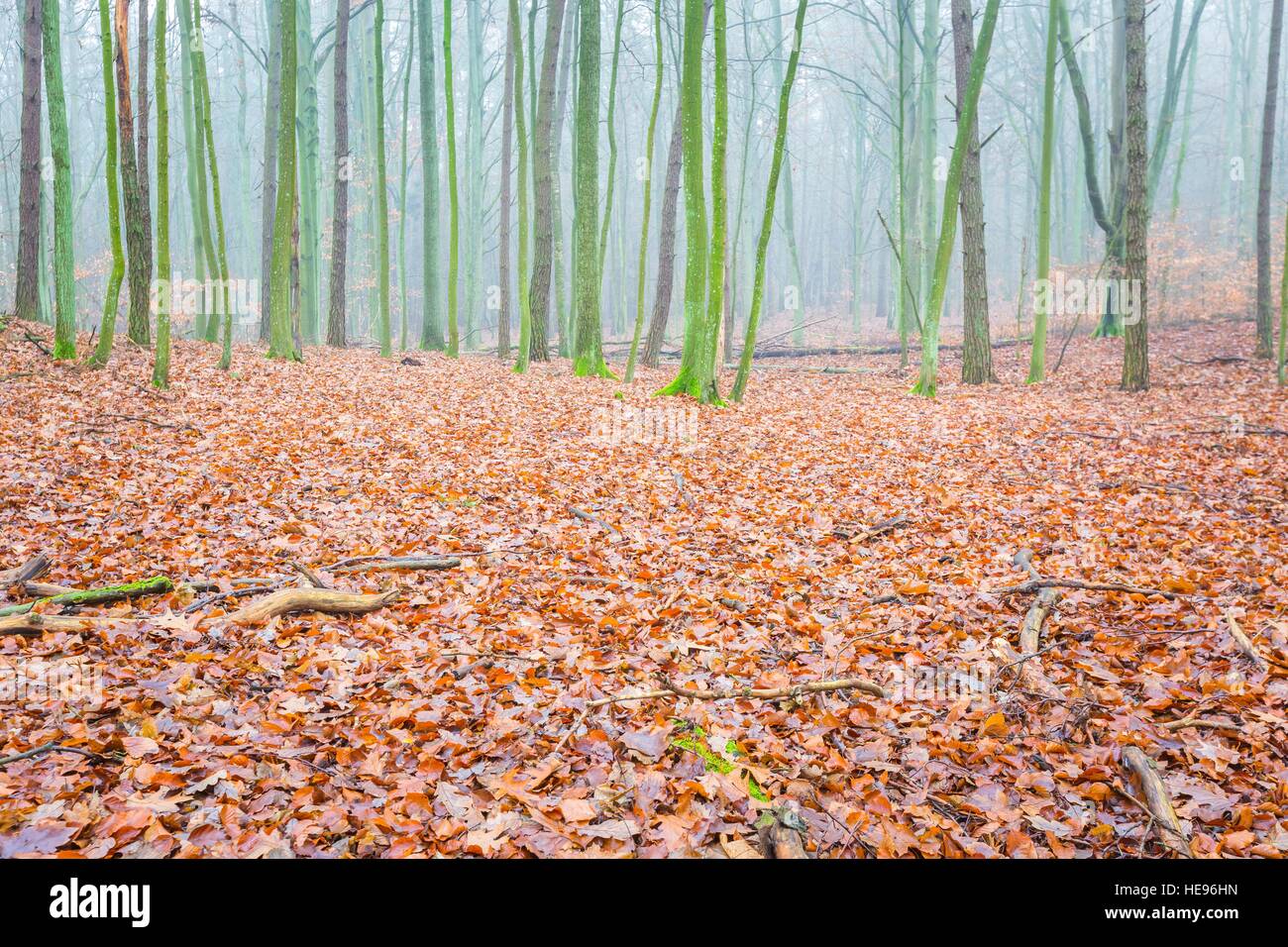 Beautiful autumnal forest landscape photographed at foggy day. Polish ...