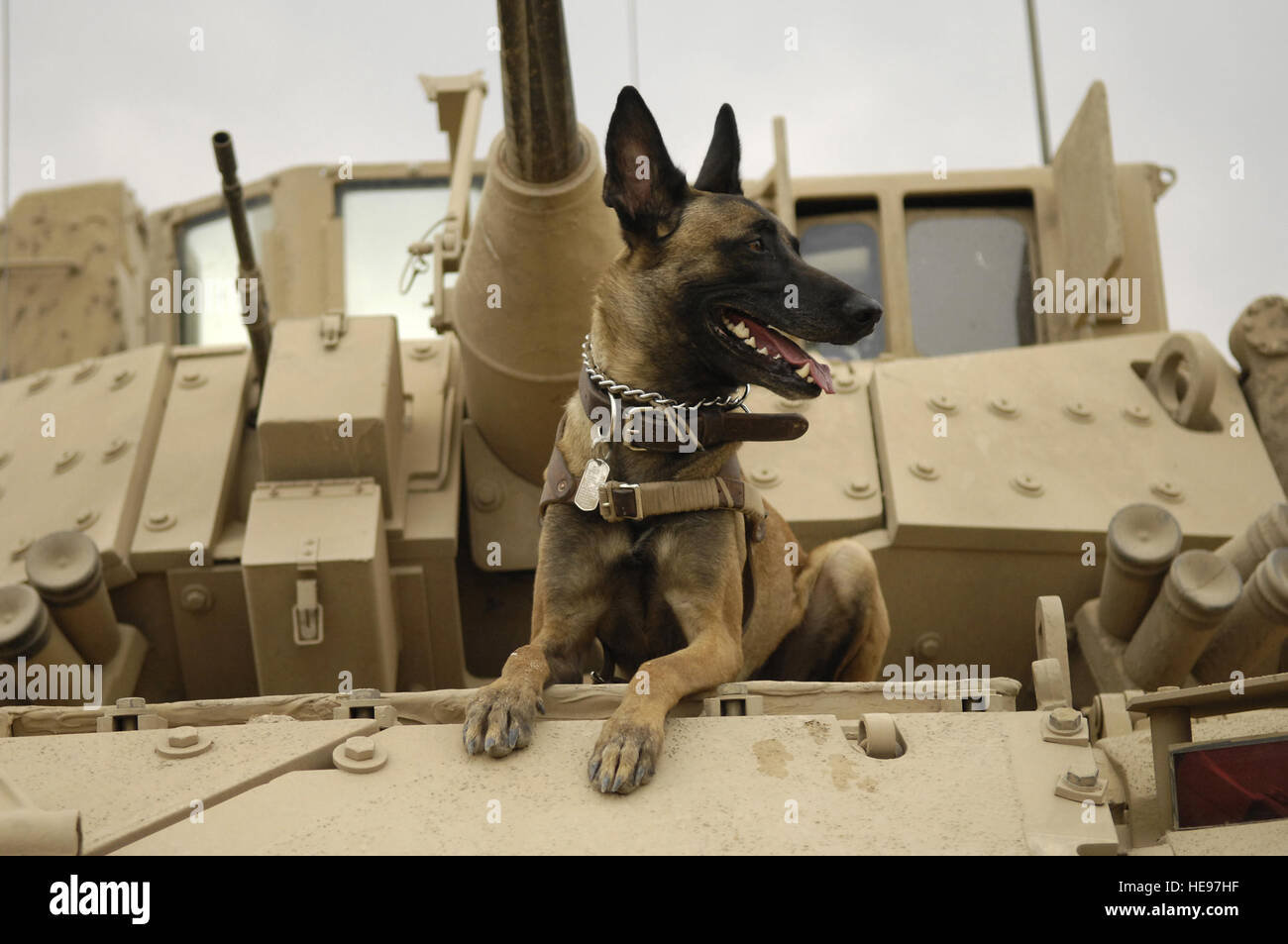 A military working dog rides on an M2A3 Bradley Fighting Vehicle in ...