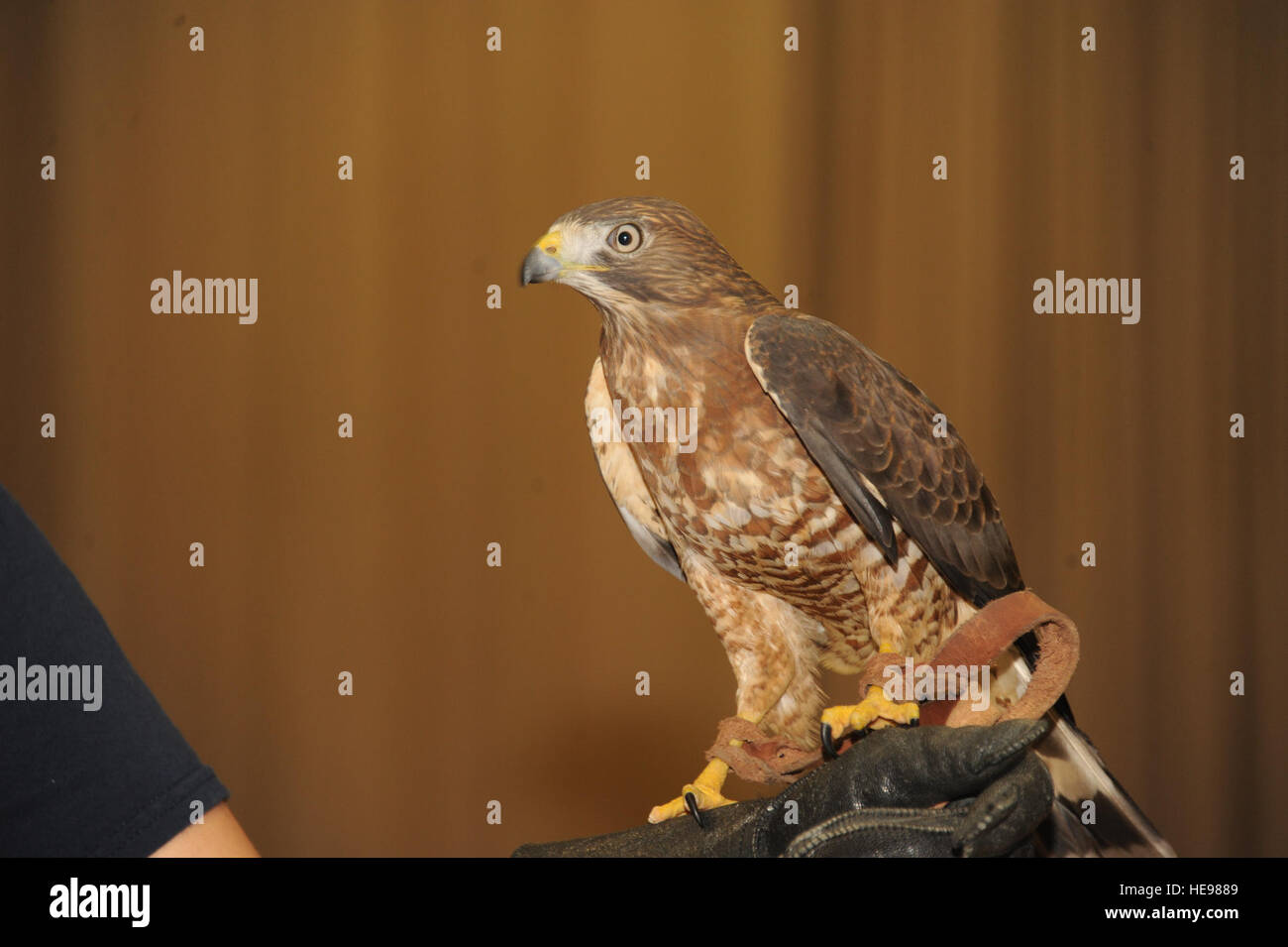 Costa, the Broad Winged Hawk, perches on the hand of its handler ...