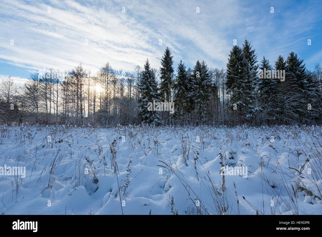 Beautiful winter field and trees landscape. Snow covered polish landscape Stock Photo - Alamy
