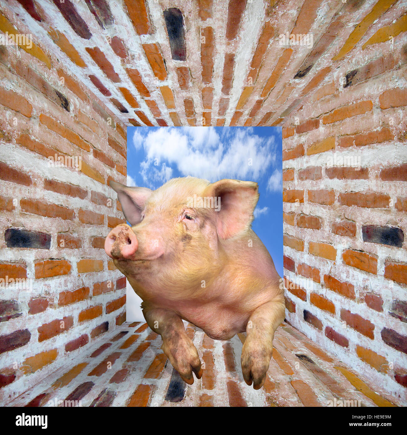 pig looks out from window of shed on the red brick wall Stock Photo - Alamy