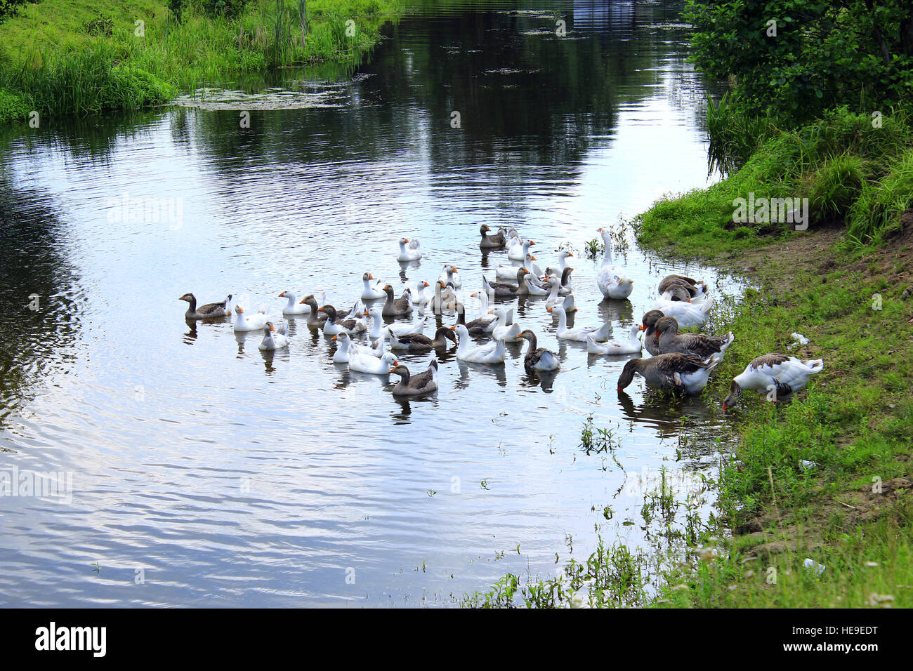 flight of young white geese swimming on the water Stock Photo - Alamy