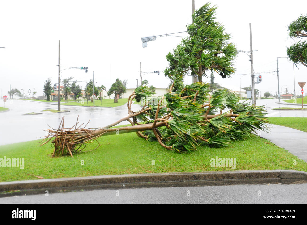 A large tree lies uprooted by Typhoon Chan-hom on Kadena Air Base ...