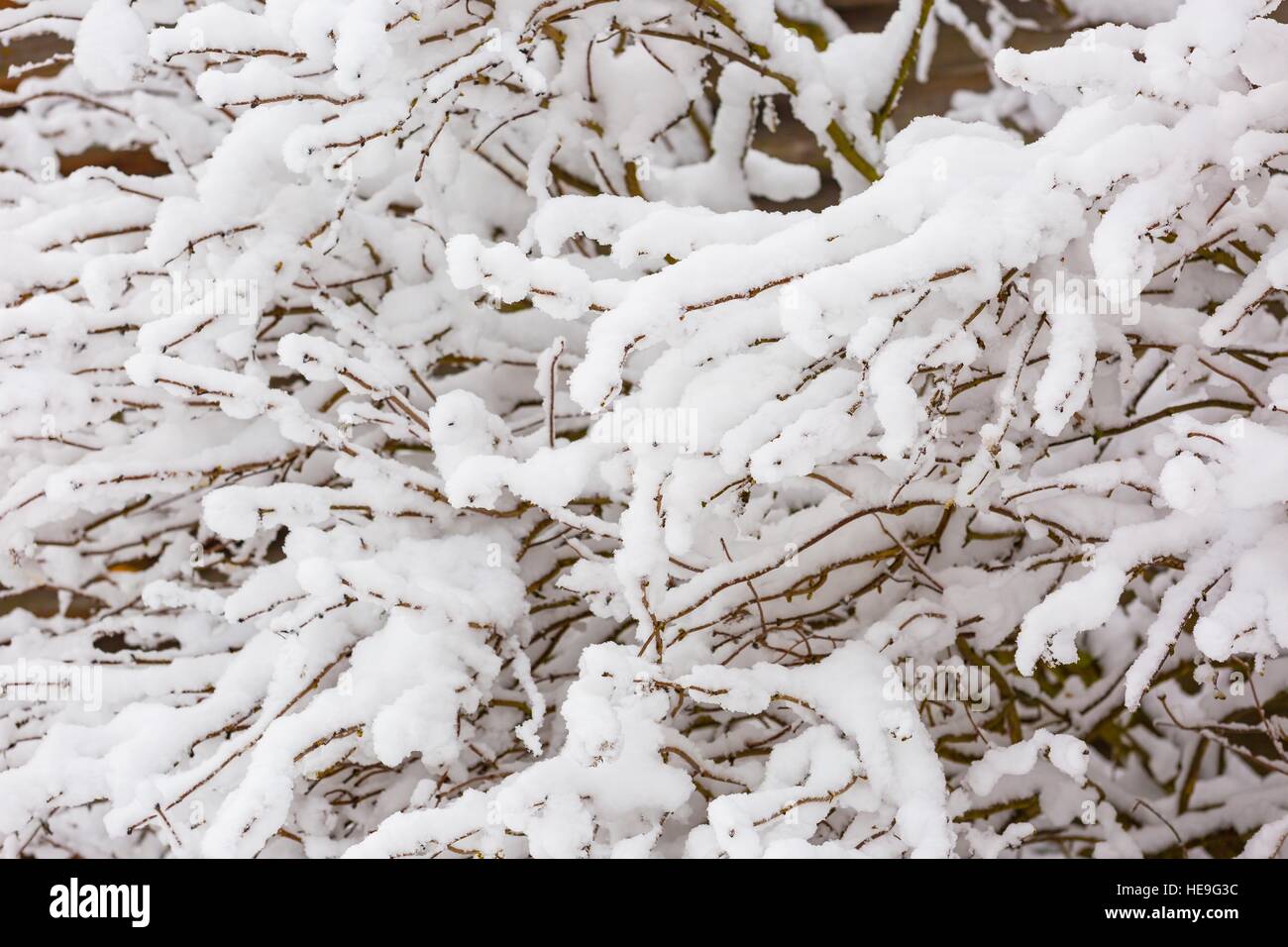Beautiful winter trees branches with a lot of snow. Snow covered trees ...