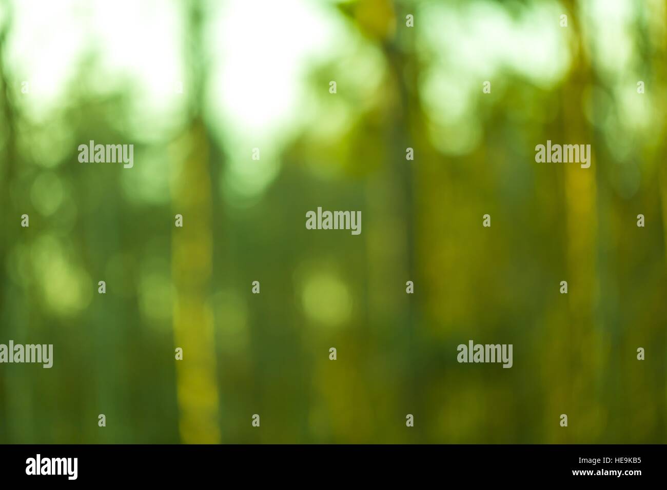 Winter forest bokeh background. Defocused abstract background Stock ...