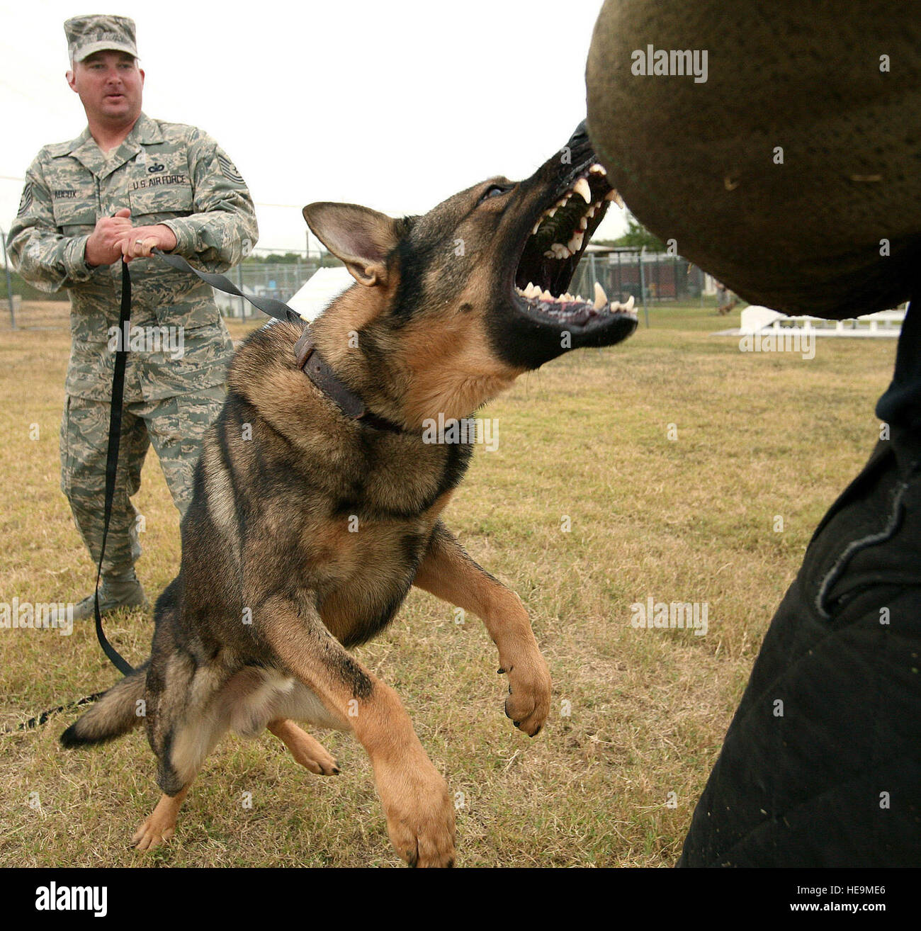 Samo leaps forward toward a decoy's arm wrap as Tech. Sgt. David Adcox ...