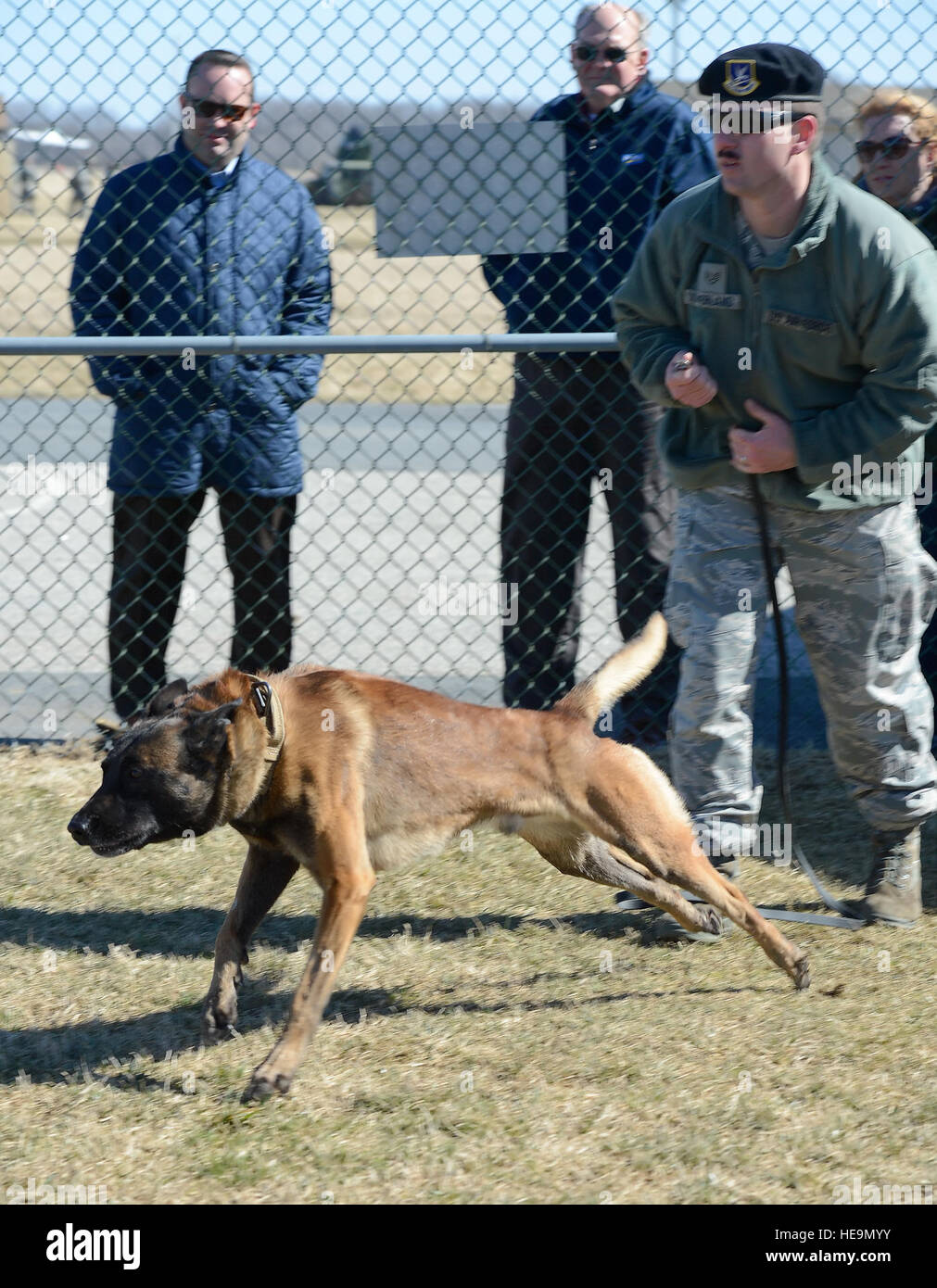 A military working dog is captured with all four feet off the ground as ...