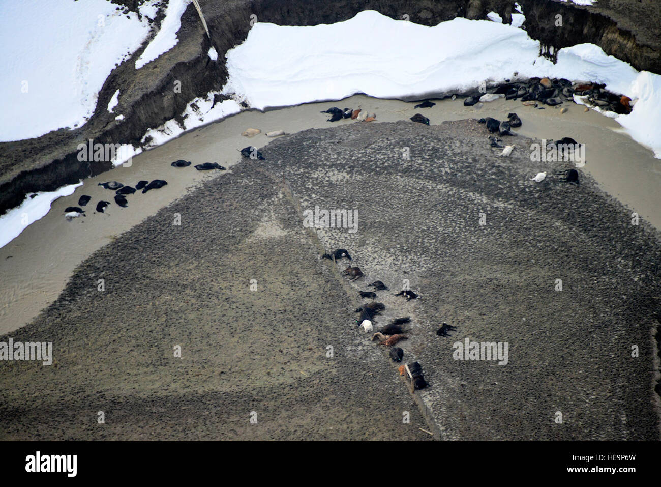 Dead cattle south dakota hi-res stock photography and images - Alamy