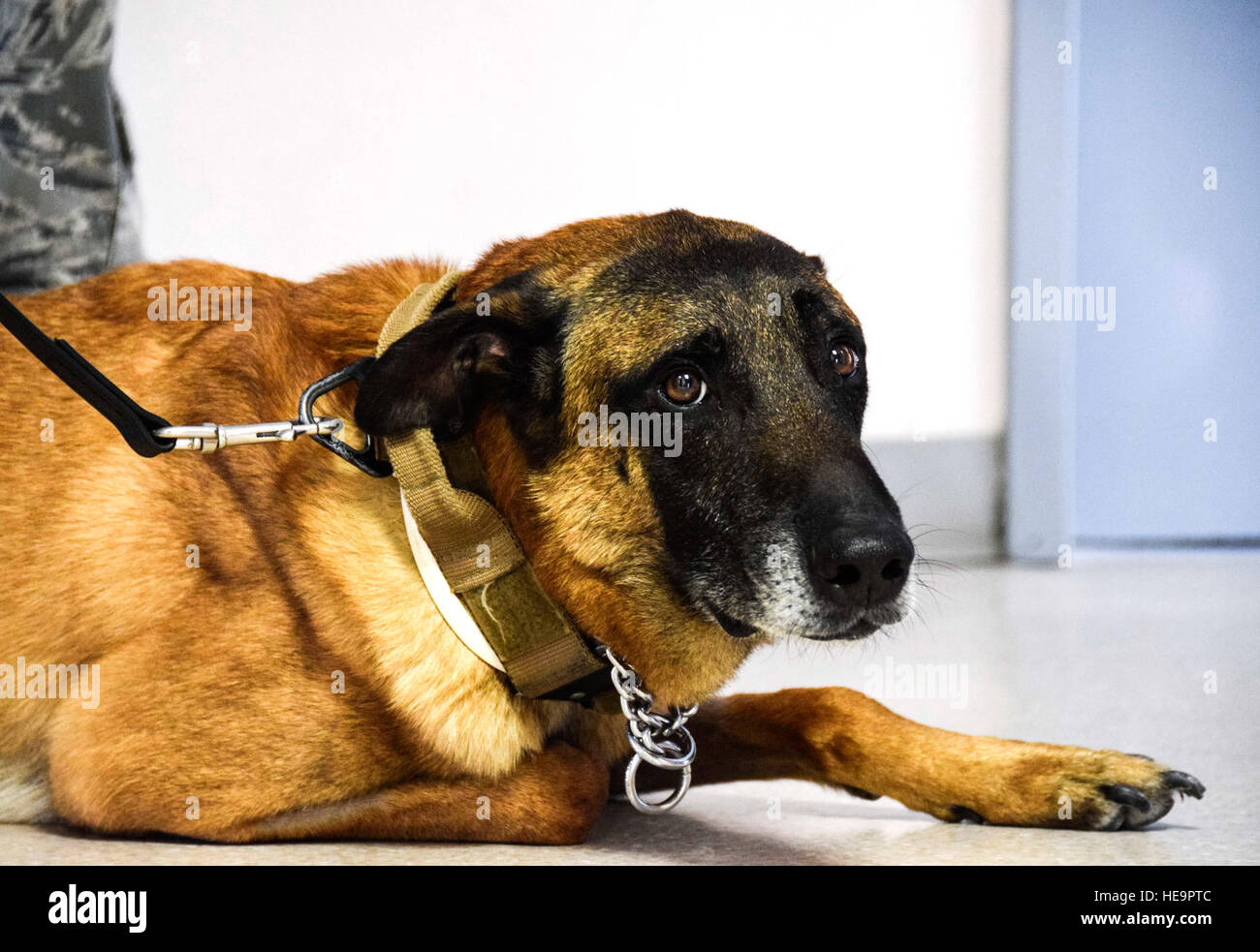 Vvass, a military working dog, awaits medical evacuation July 18, 2016 ...