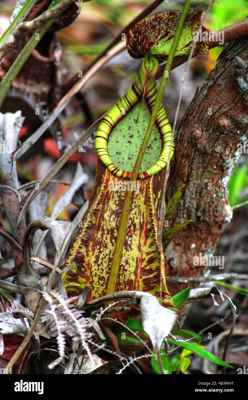 Pitcher plant in rain forest Stock Photo - Alamy