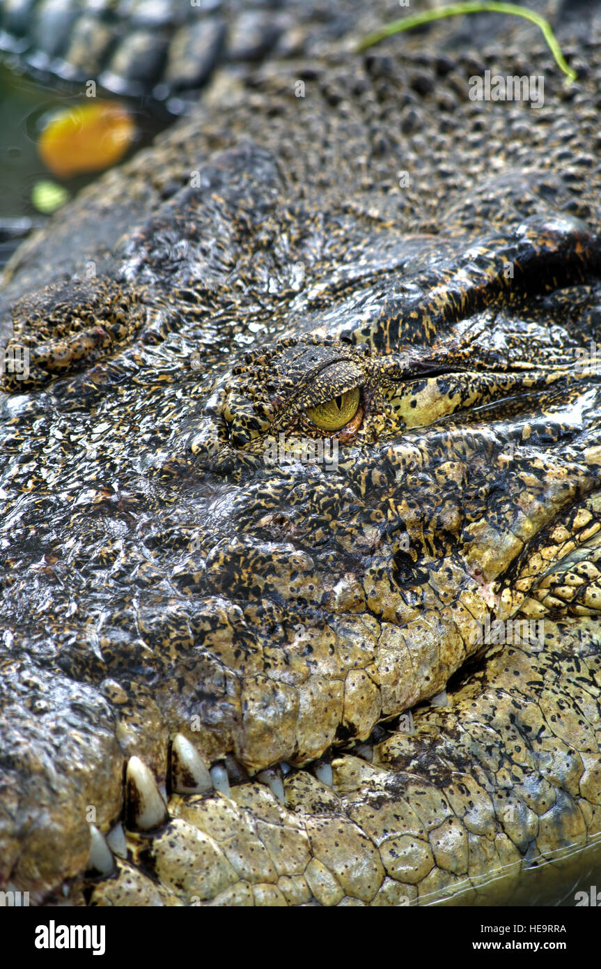 Crocodile head closeup Stock Photo - Alamy