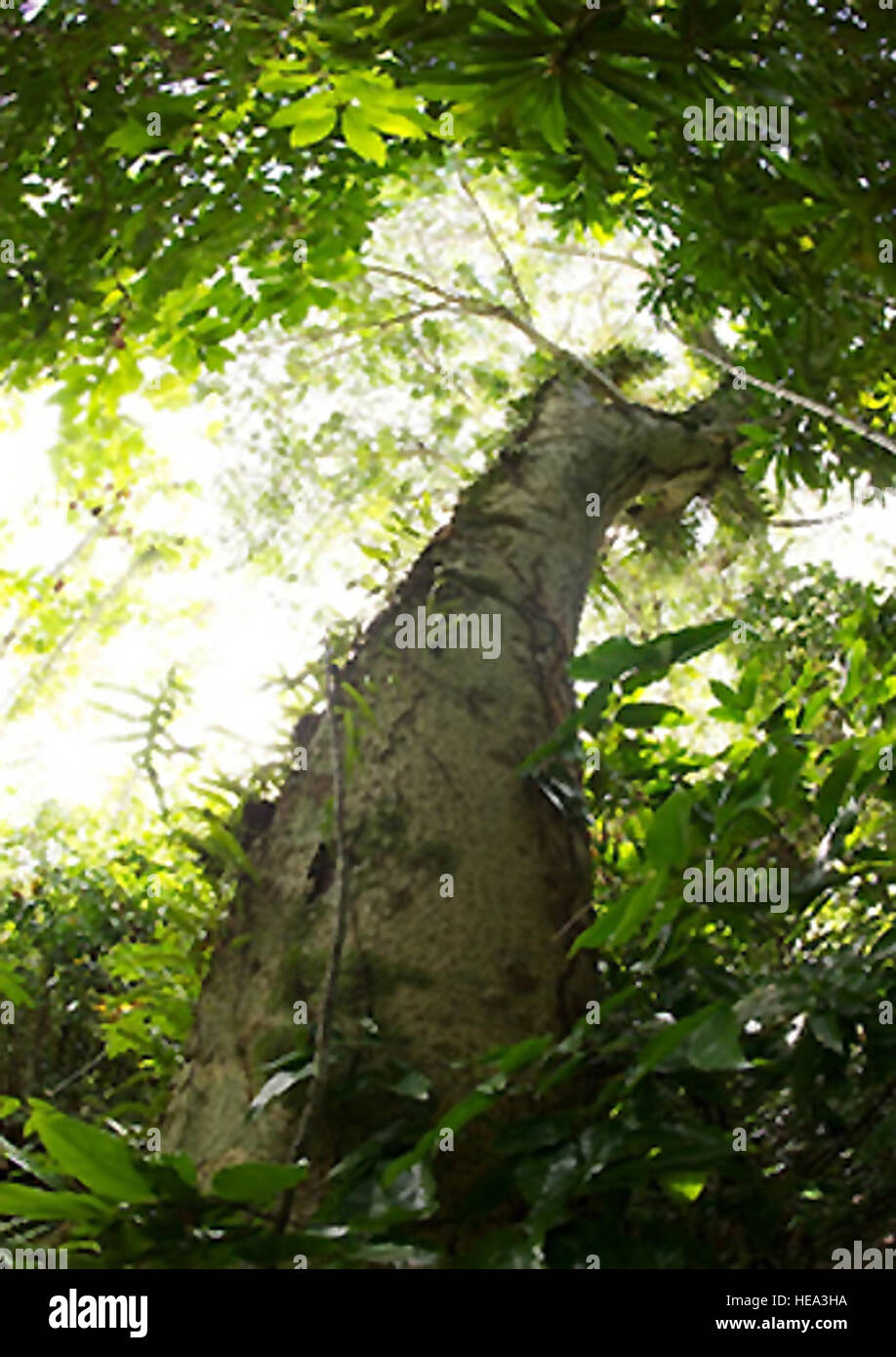 military us united states air force airforce usa Stock Photo - Alamy